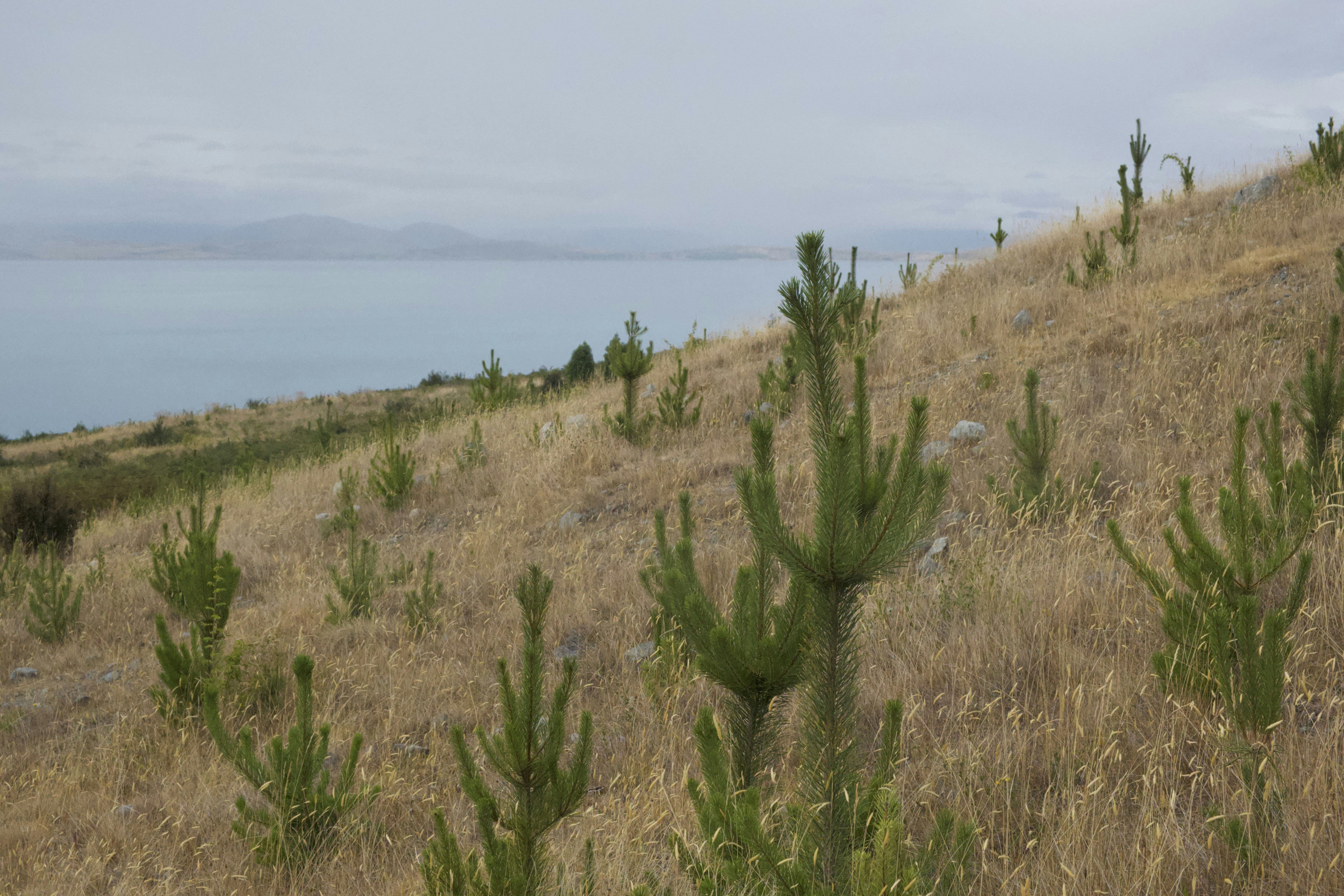 Saplings Marching Up a Dry Slope Toward a Distant Lake