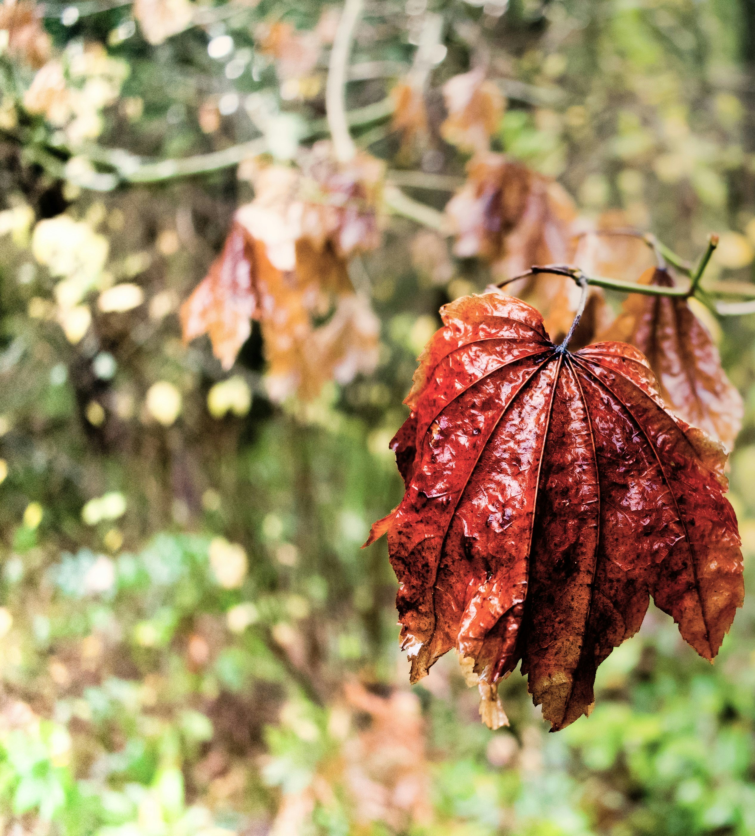 A red leaf hanging from a tree branch photo – Free Tacoma Image on Unsplash