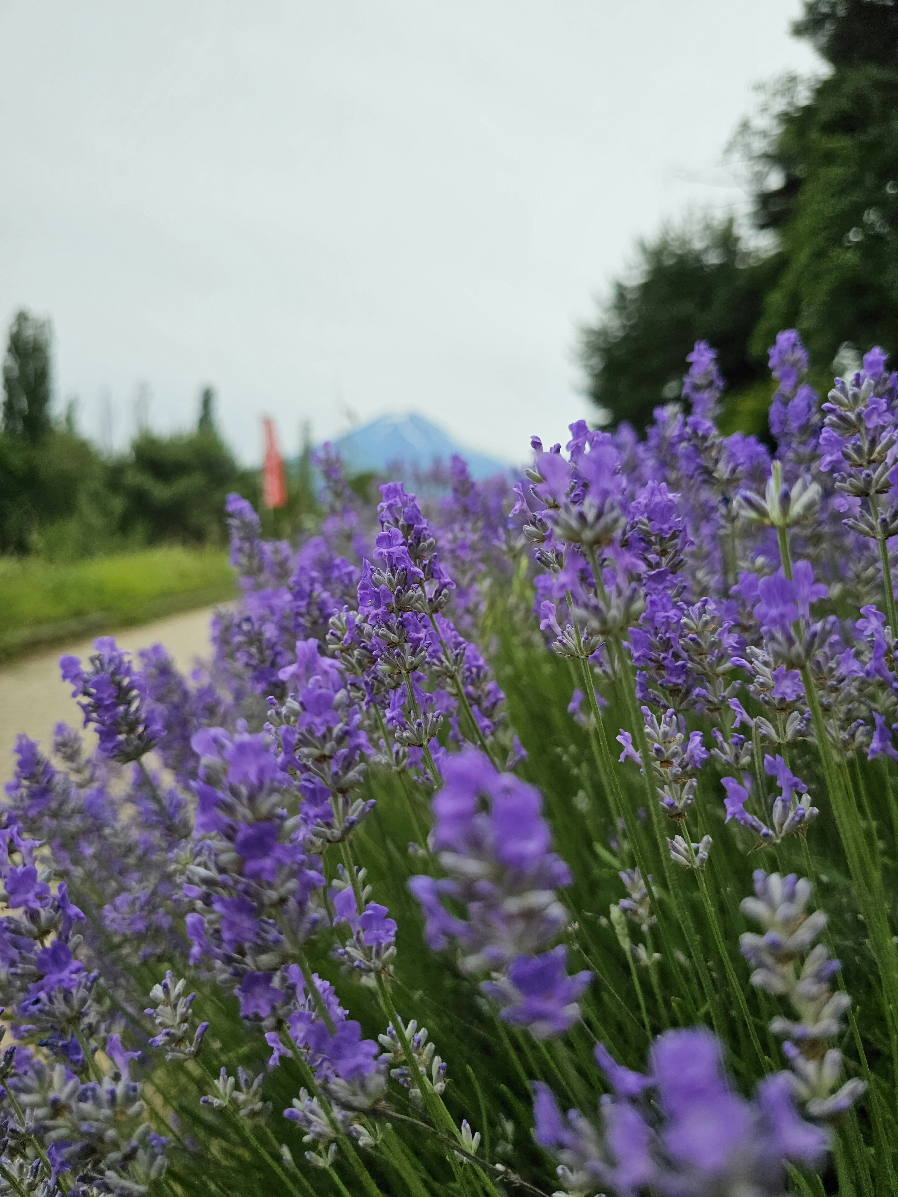 A field of purple flowers next to a road