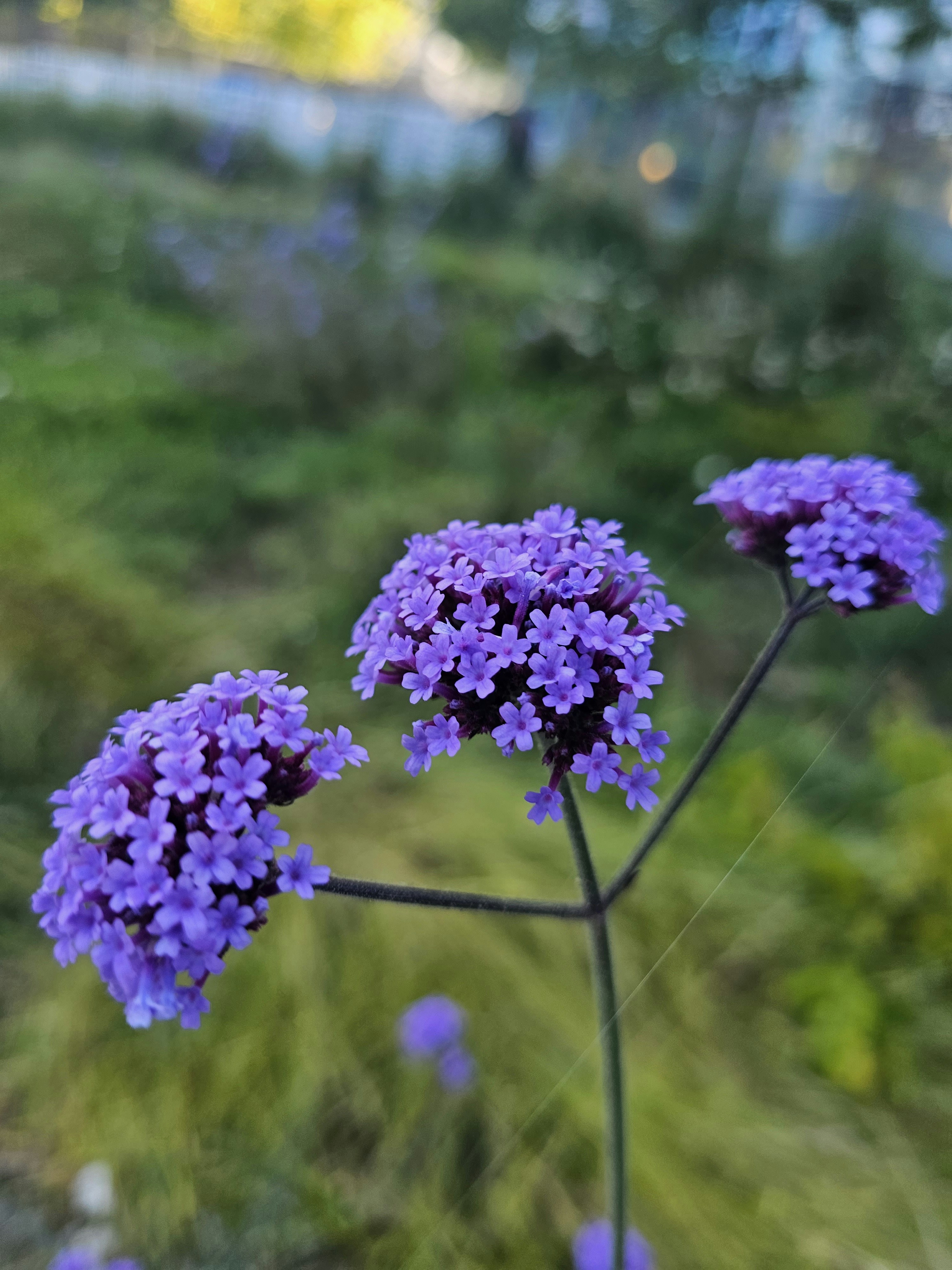 Delicate clusters of purple flowers stand out against a lush green backdrop, showcasing nature's intricate beauty.