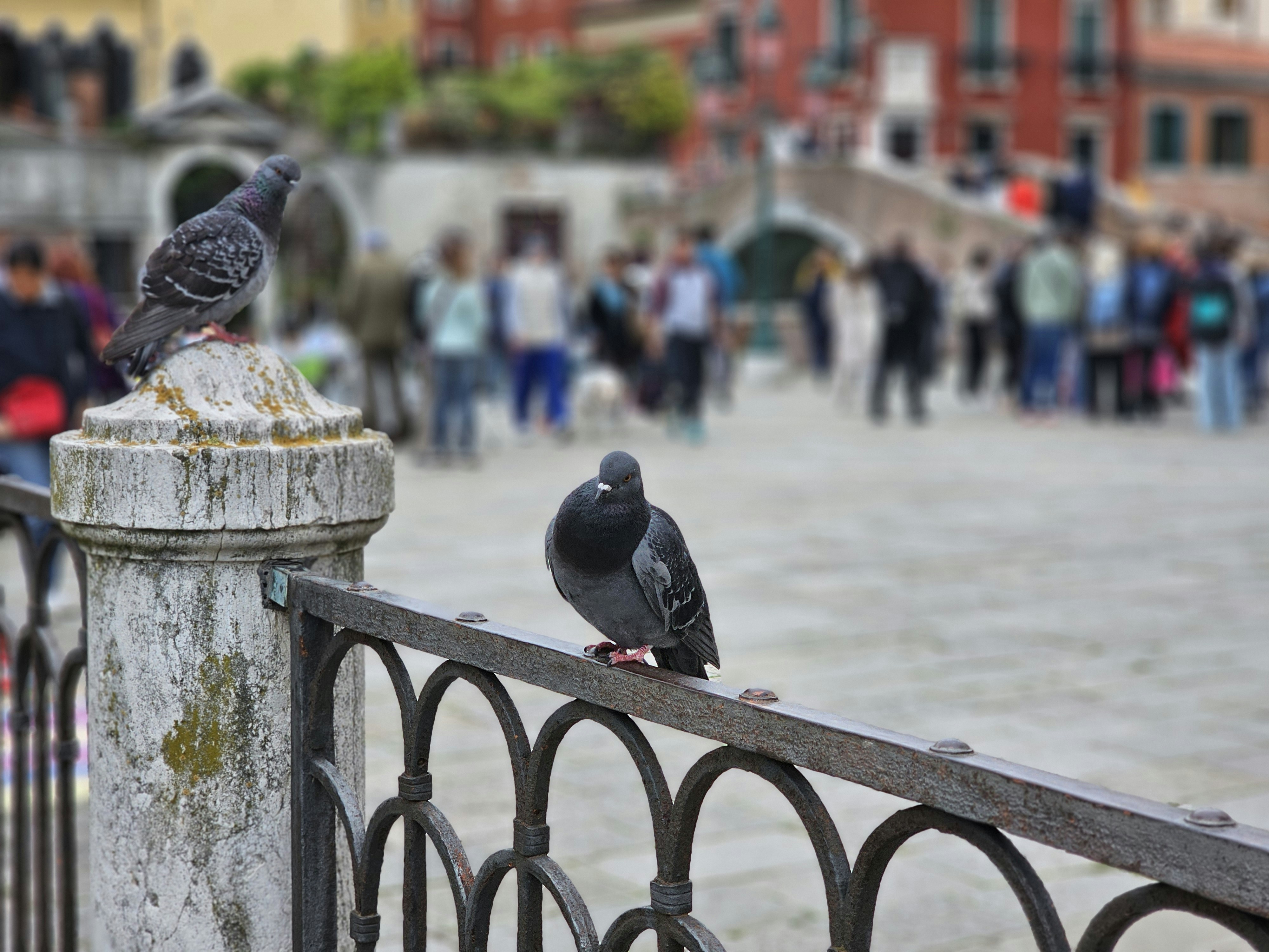 Weathered Pillar, Quiet Pigeons: A Moment in the Busy Piazza