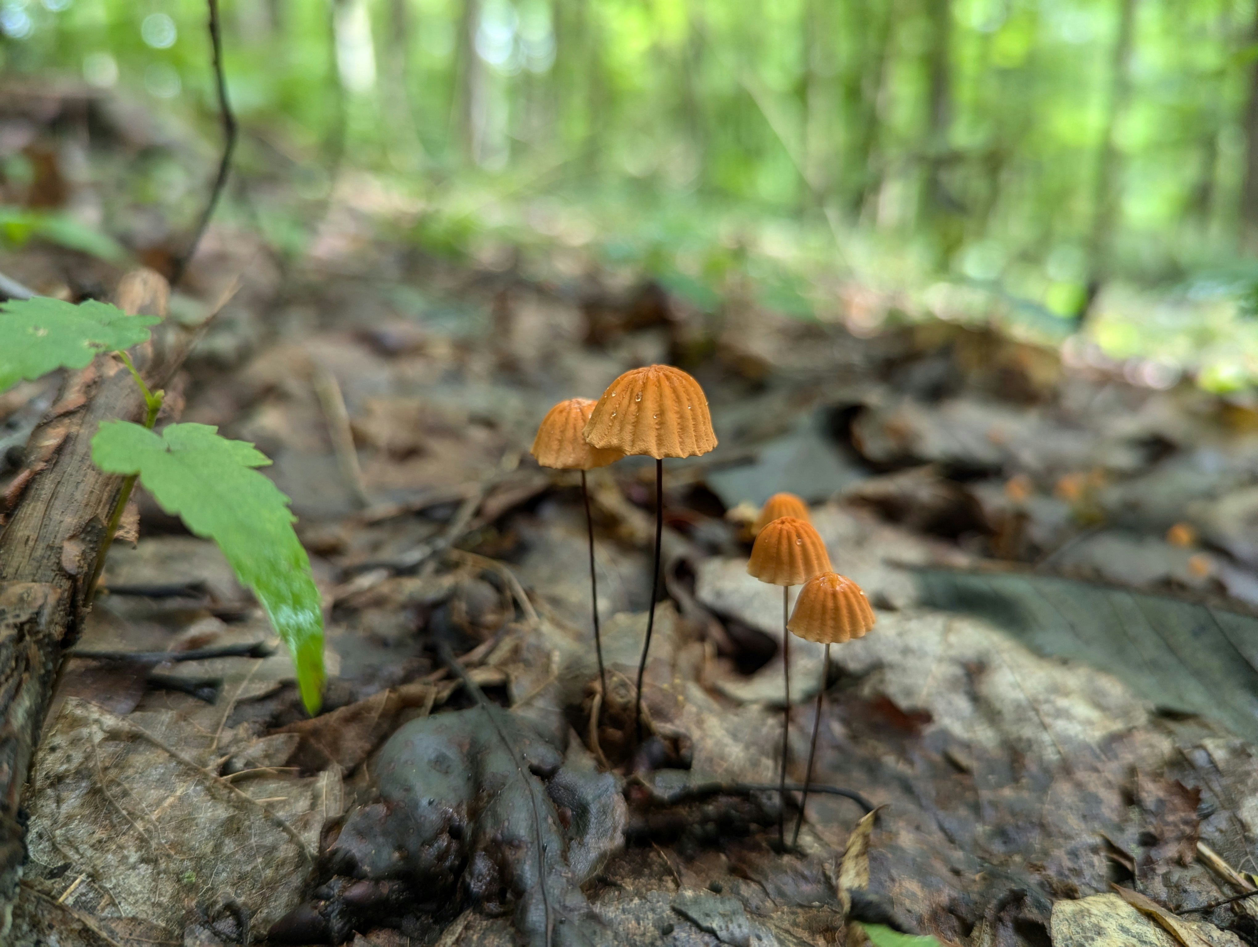 Amber Mushrooms on a Mossy Forest Floor