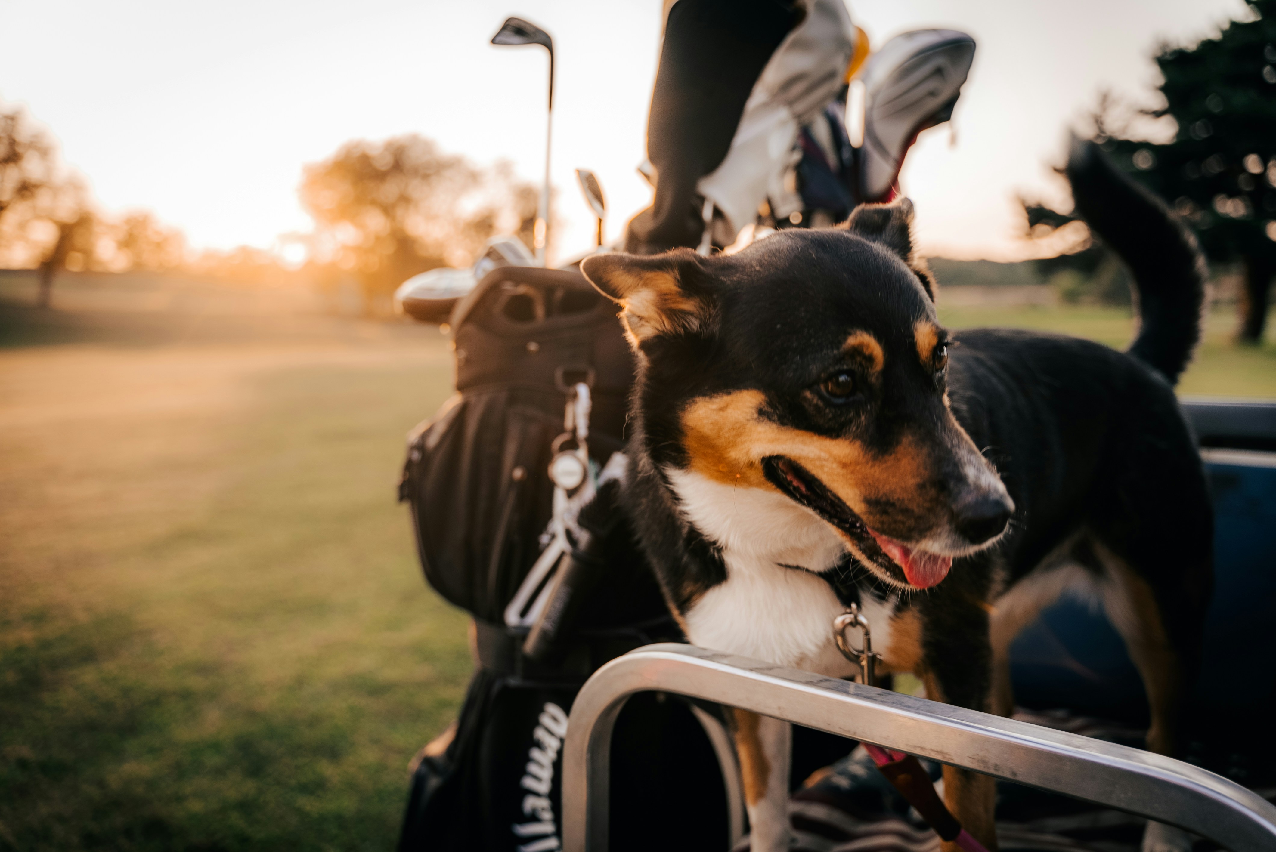 Golden Hour on Wheels: A Dog Keeps Watch on the Golf Cart