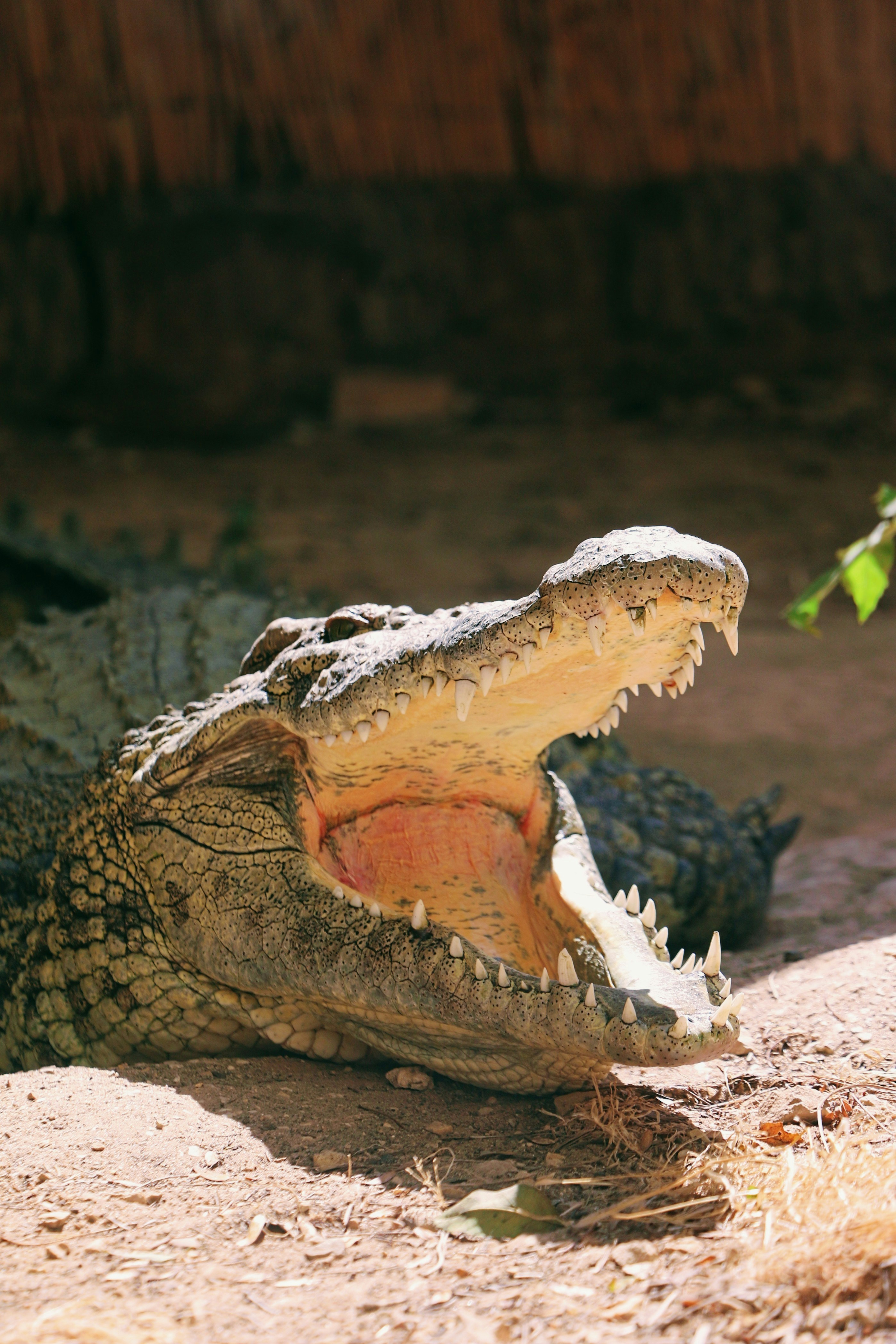 A large alligator laying on the ground next to a tree photo – Free ...
