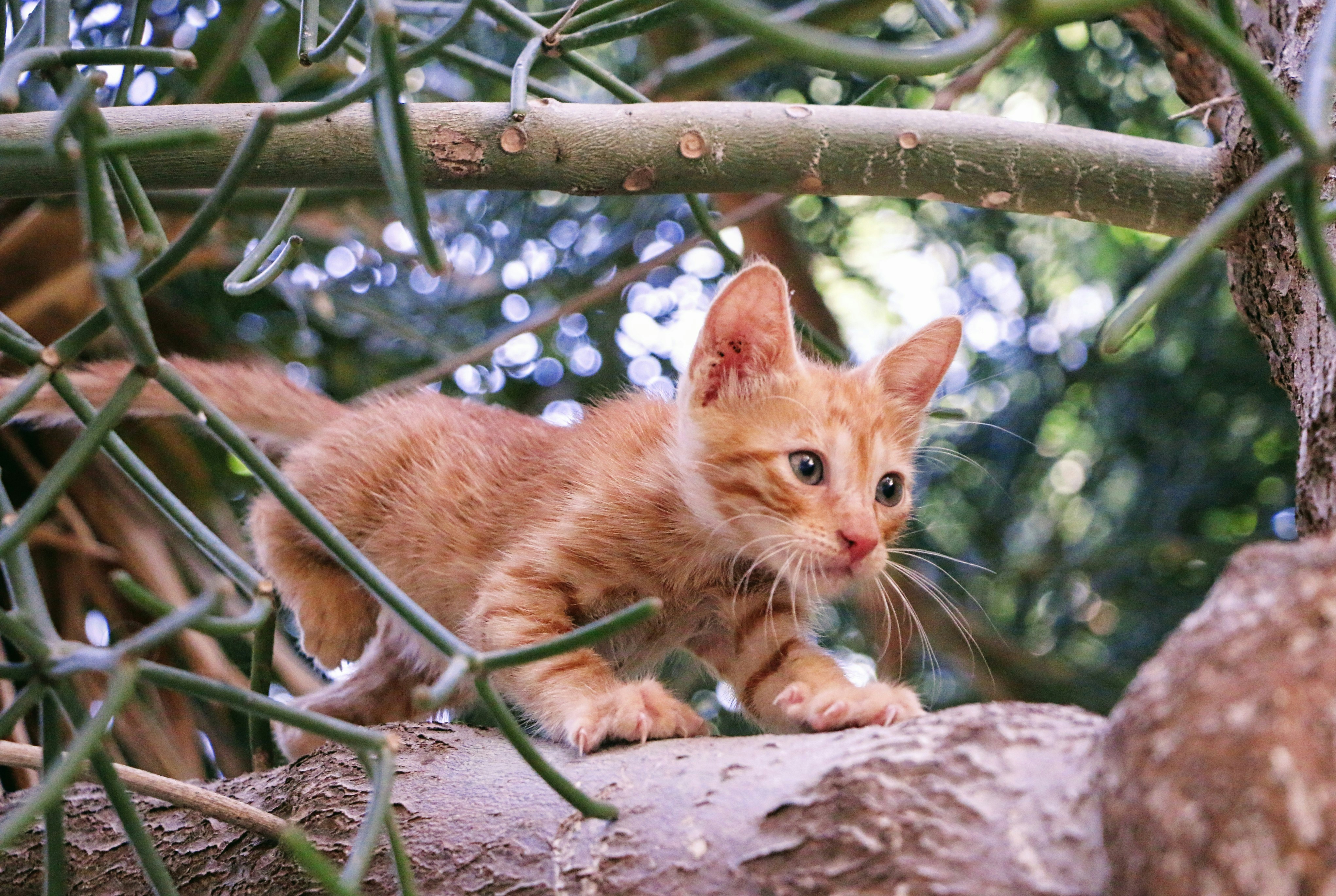 Photo by Haim Charbit with Canon EOS 70D