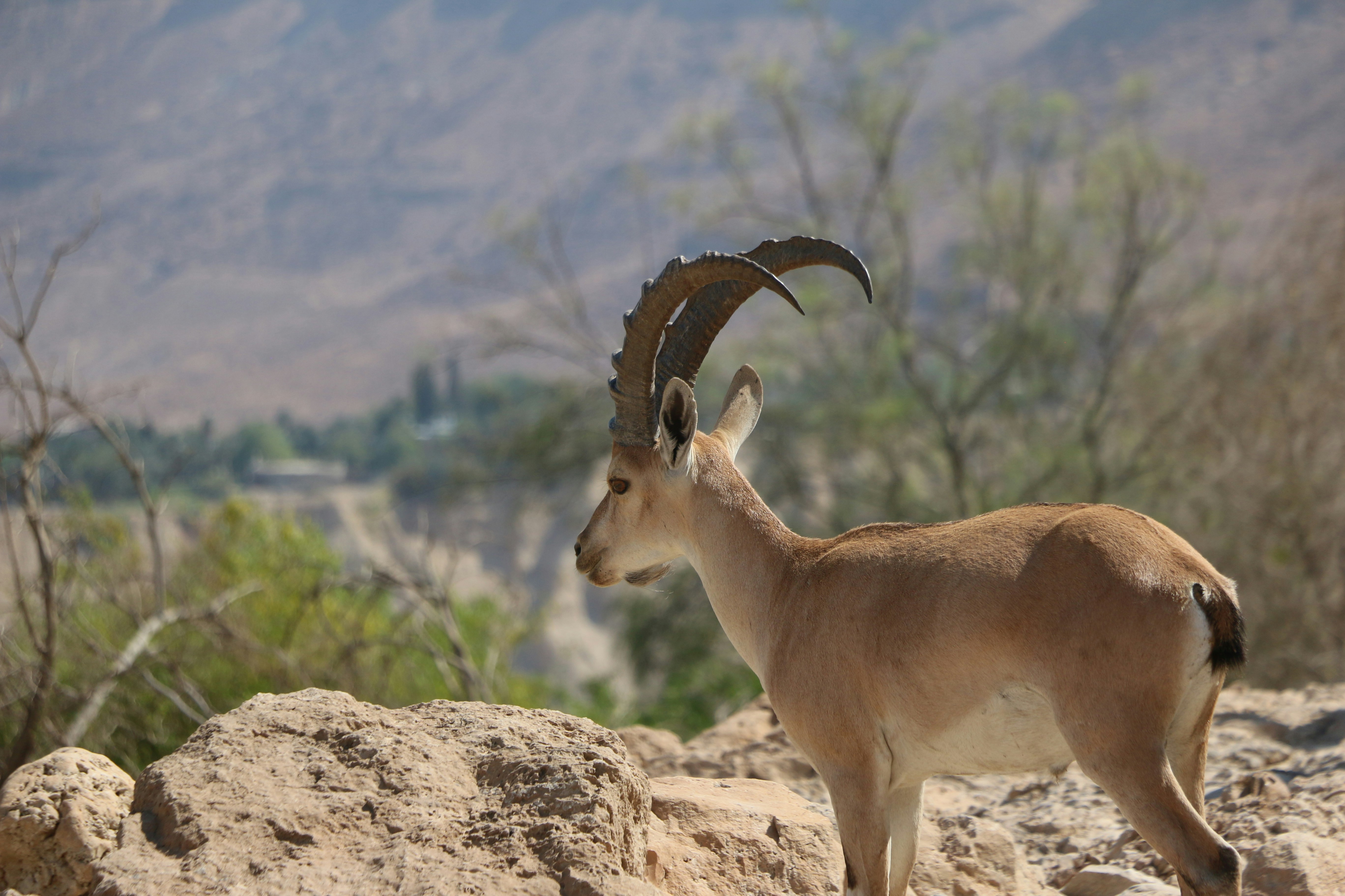Curved-horn sentinel on sunlit scree