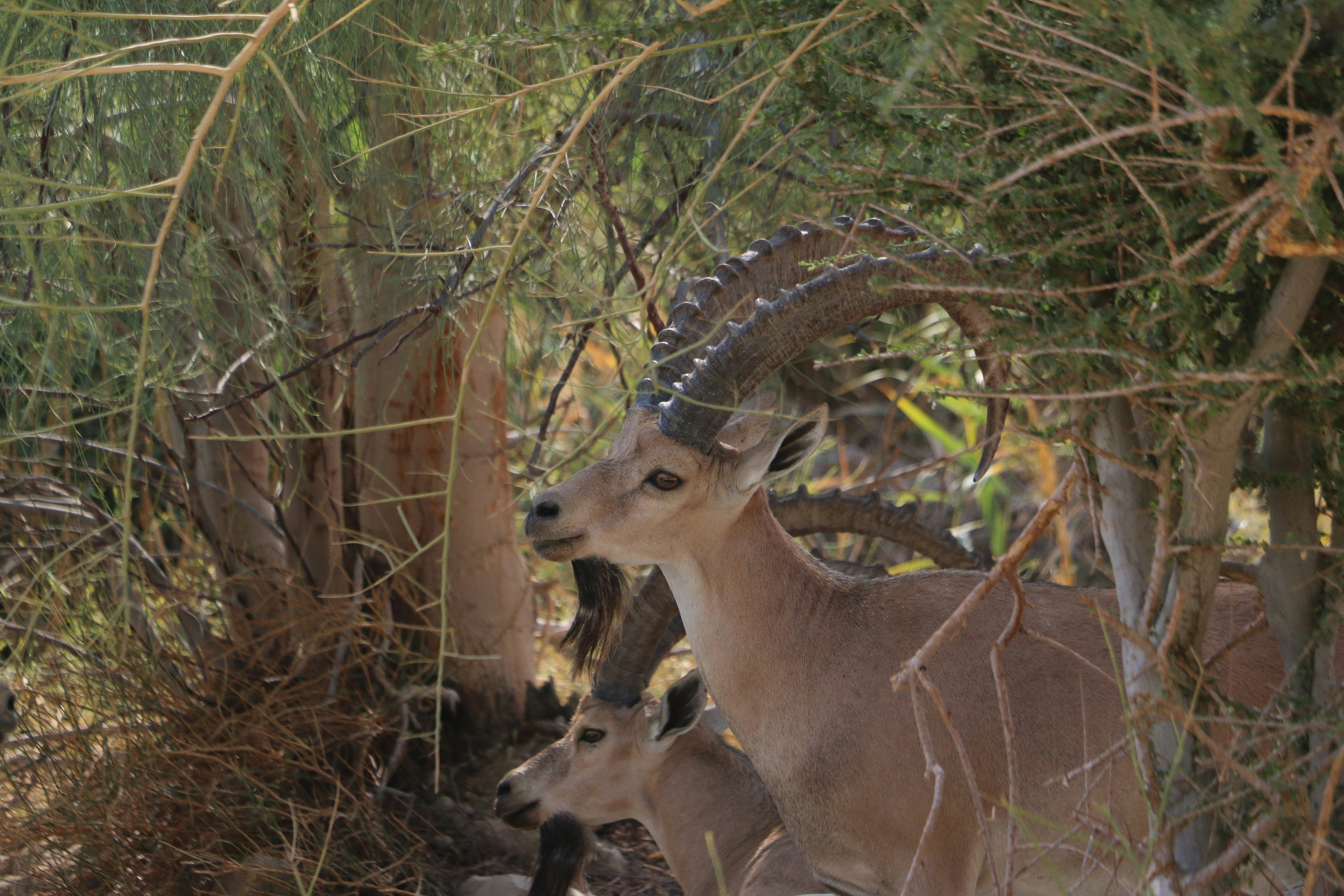 A Caprine Sentinel Emerges from the Brush