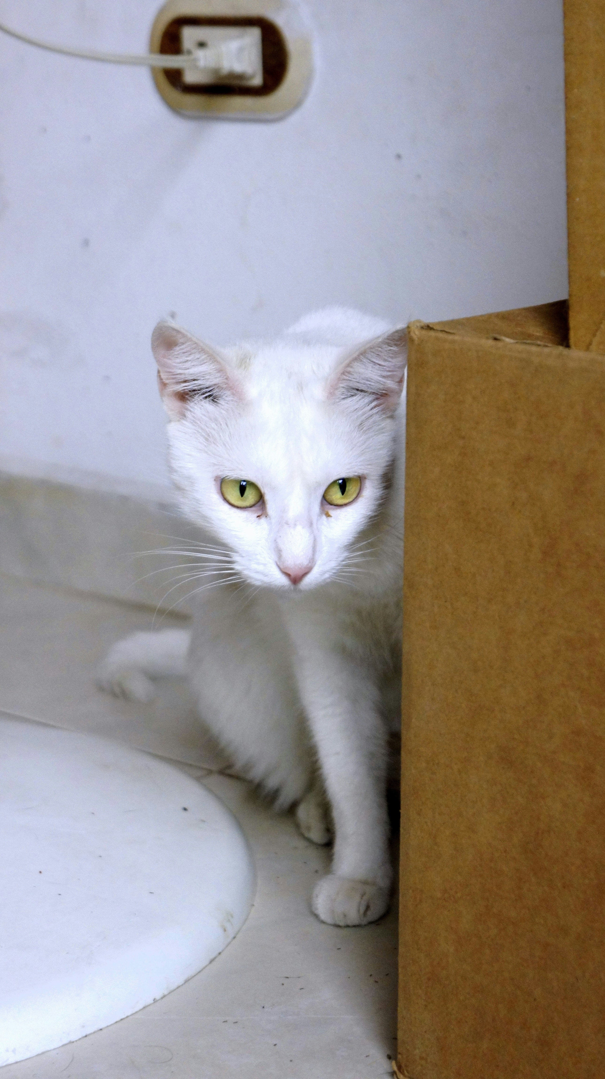 White Cat Paws at the Corner: Curiosity Behind a Cardboard Box