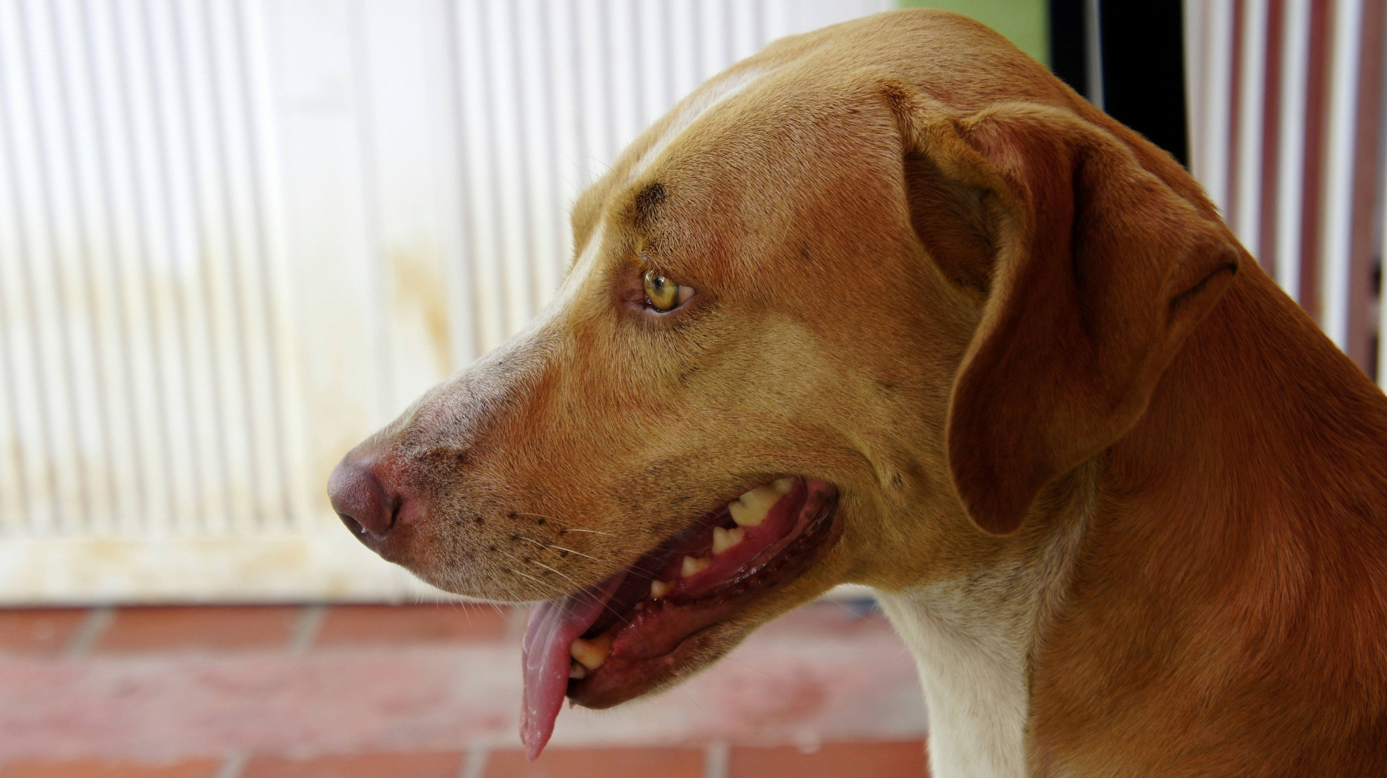 I really like taking photos of the dogs I see on the street.