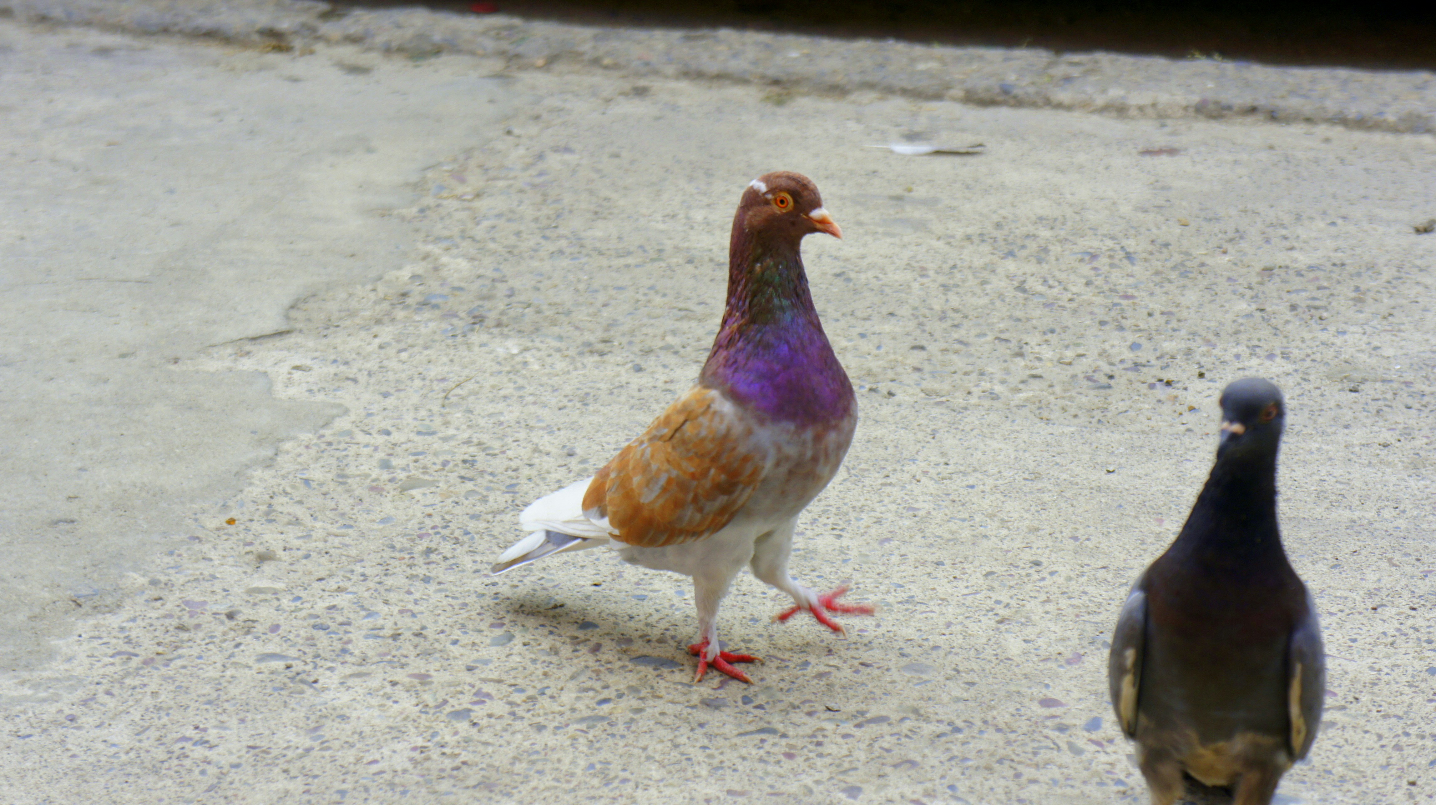 Iridescent Pigeon on a Weathered Concrete Stage