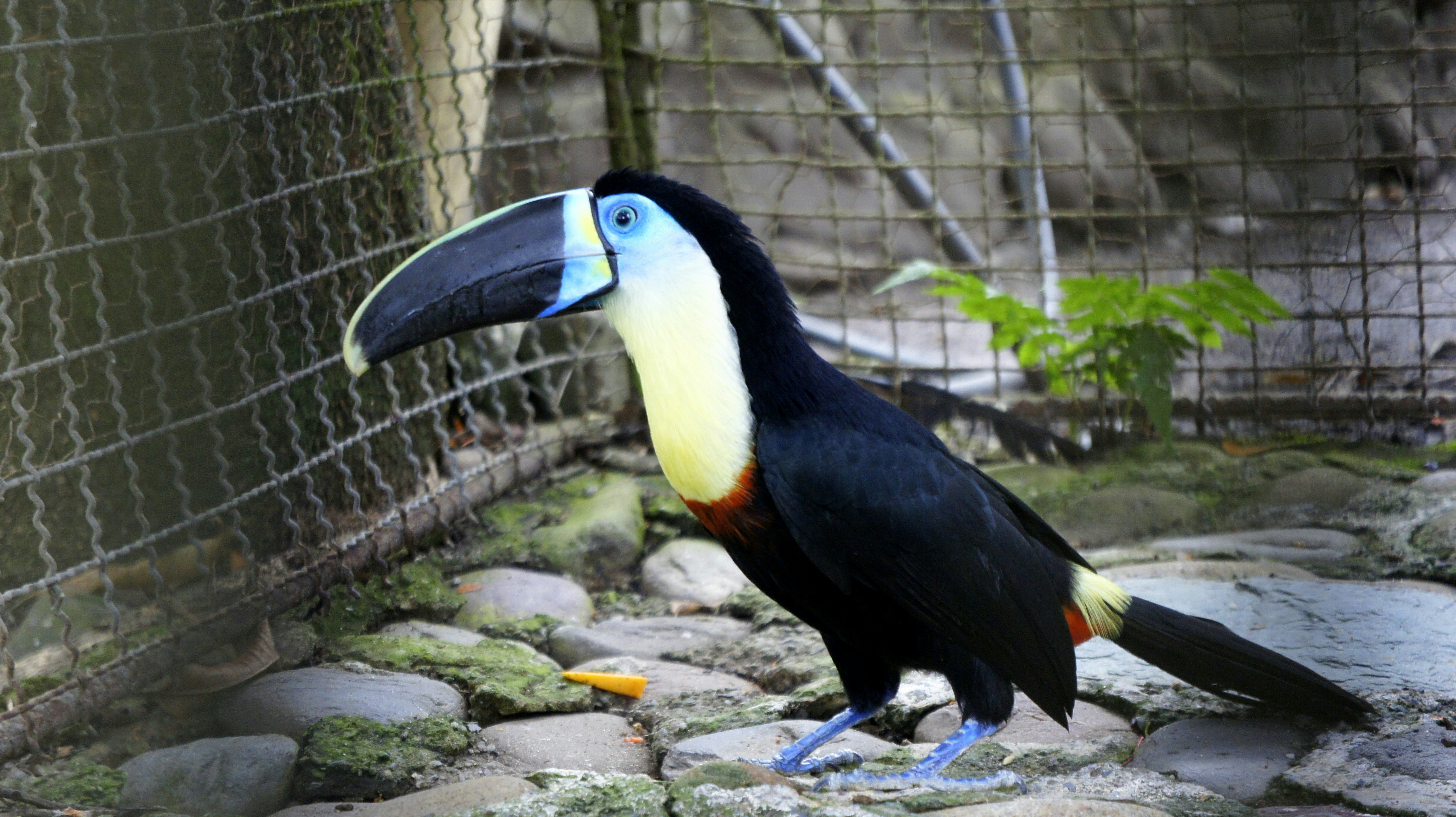 A toucan standing on rocks in a zoo enclosure photo – Free Colombia ...