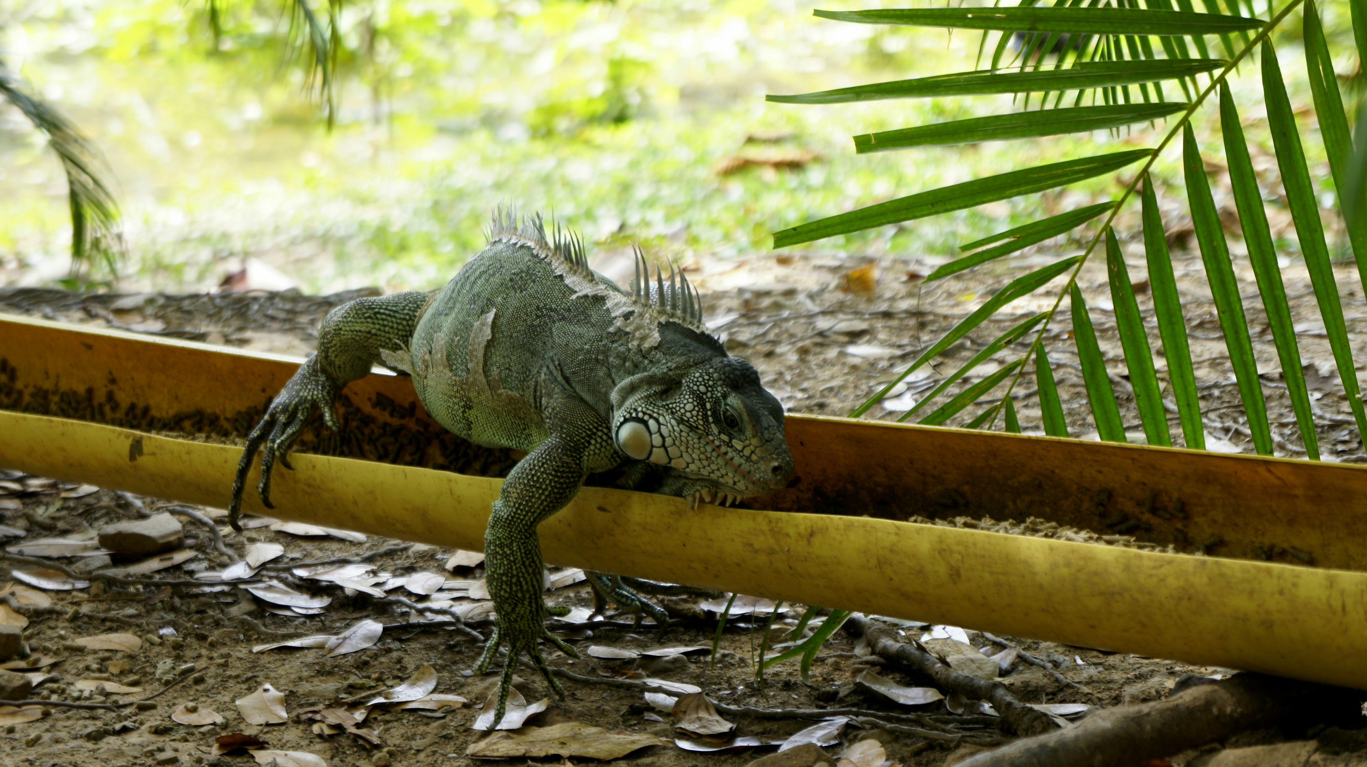 Coconuco, Colombia - all you need to know