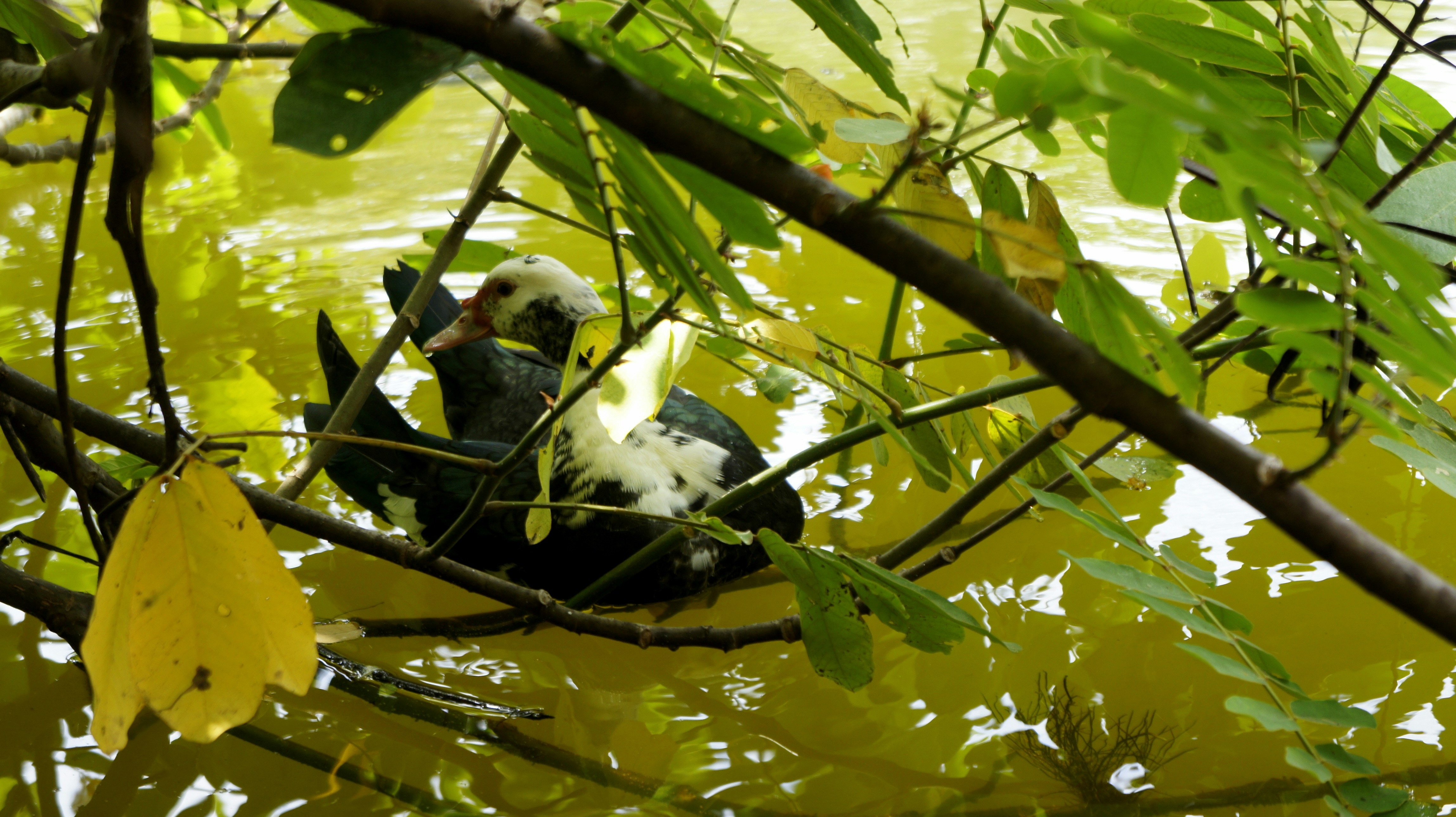 Serene Duck Beneath Canopy
