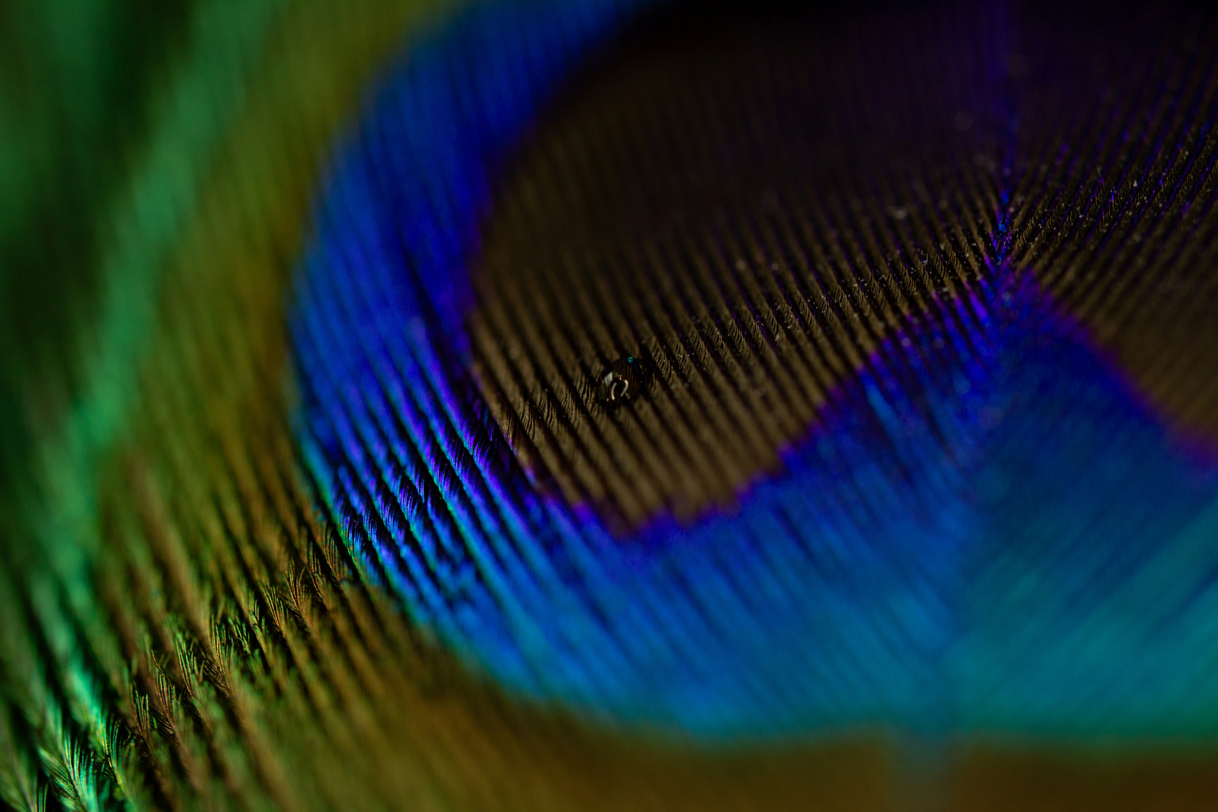 The Intricate Symphony of Peacock Feathers