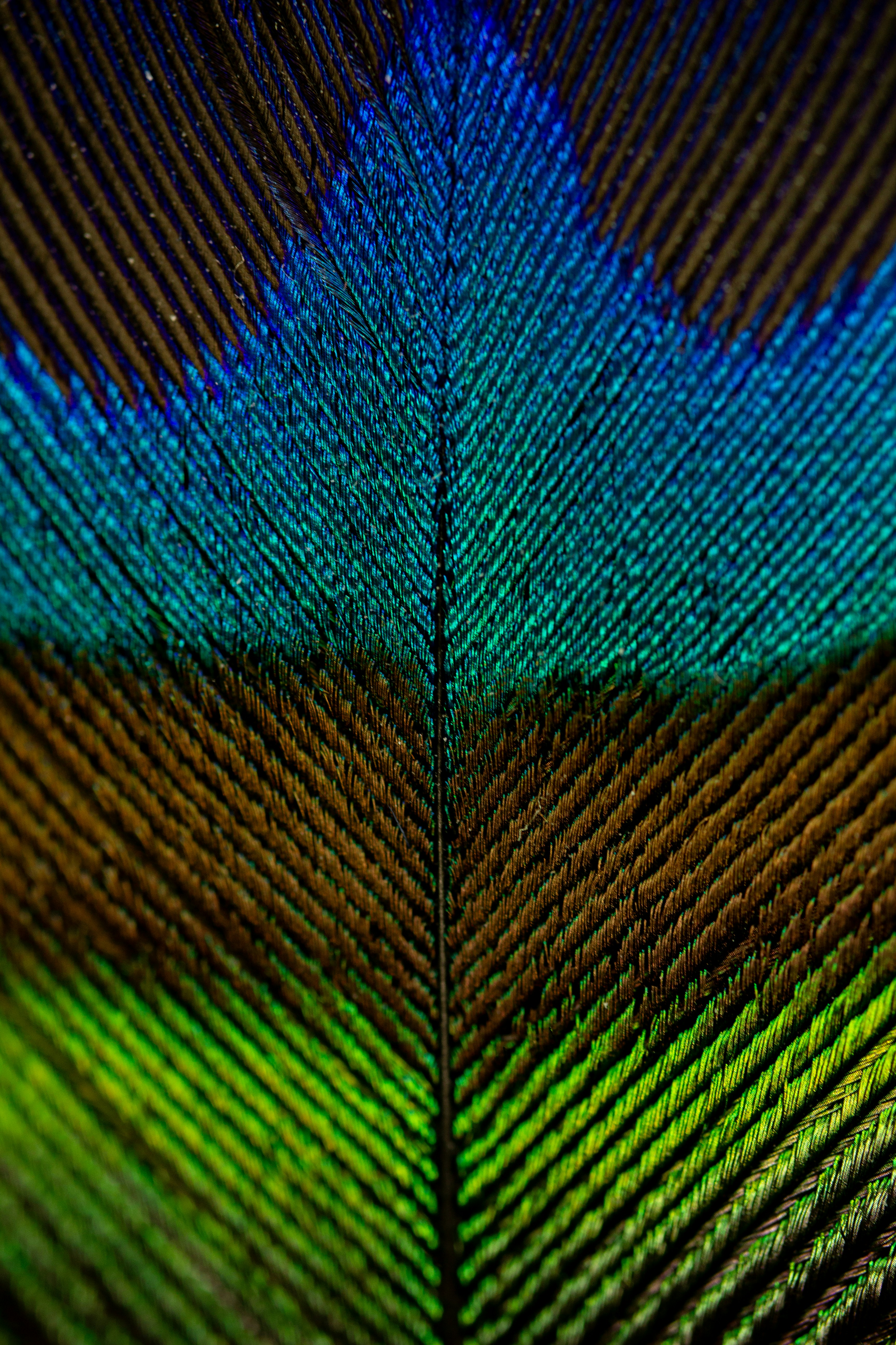 Iridescent Center: Macro Portrait of a Peacock Feather's Spine