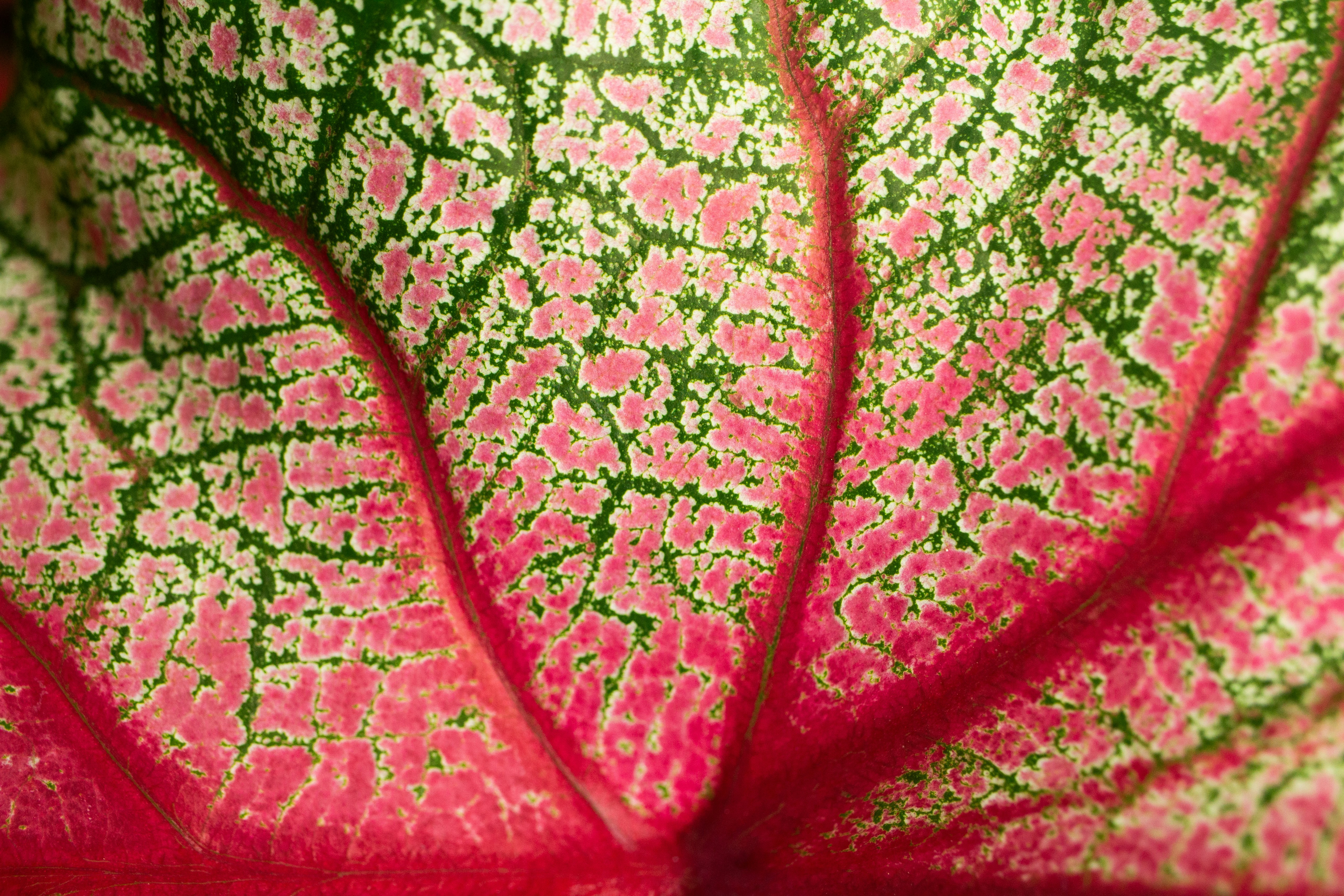 Crimson Vein Mosaic: Macro Portrait of a Pink-Green Leaf