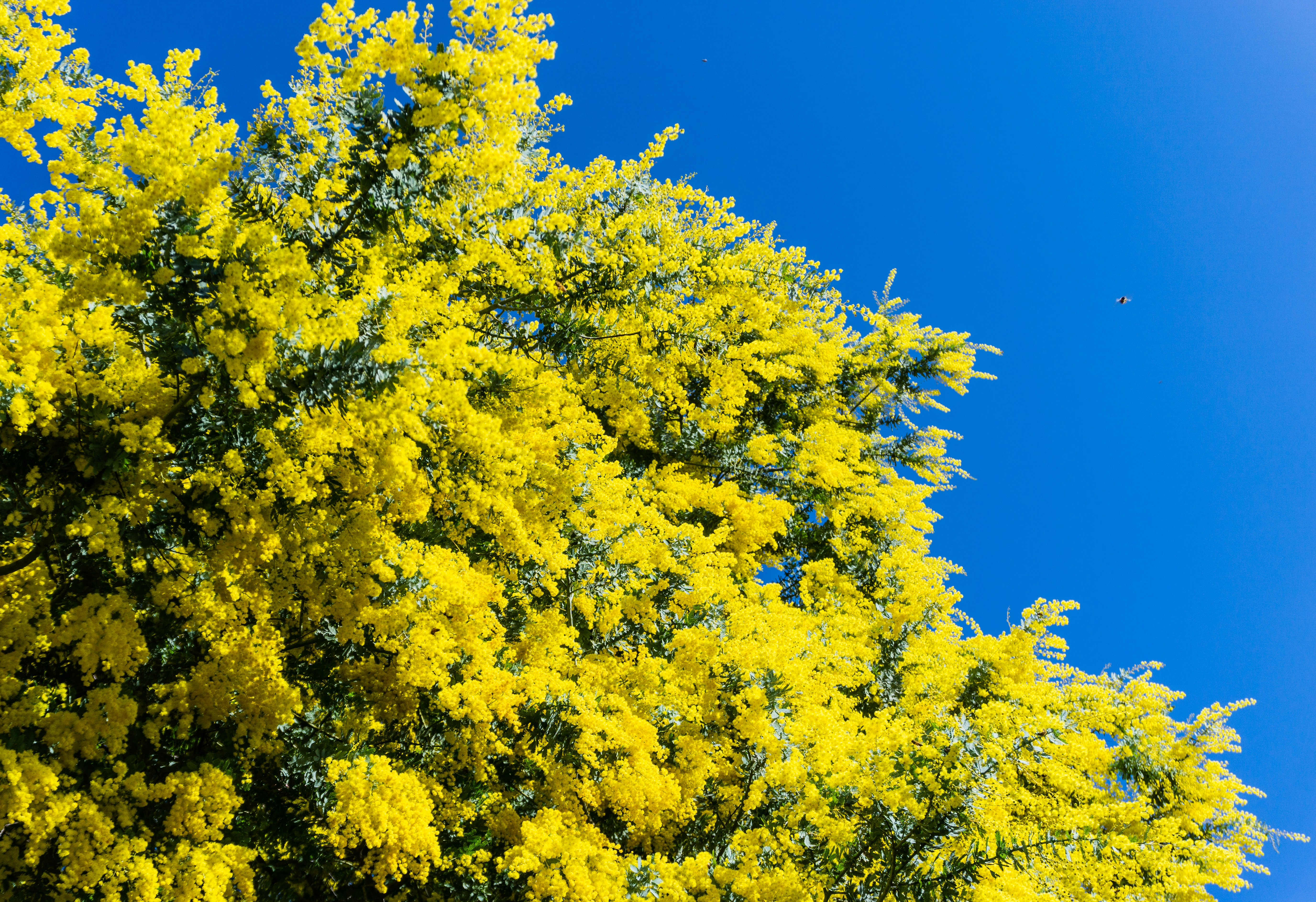 A tree with yellow flowers in the foreground and a blue sky in the ...