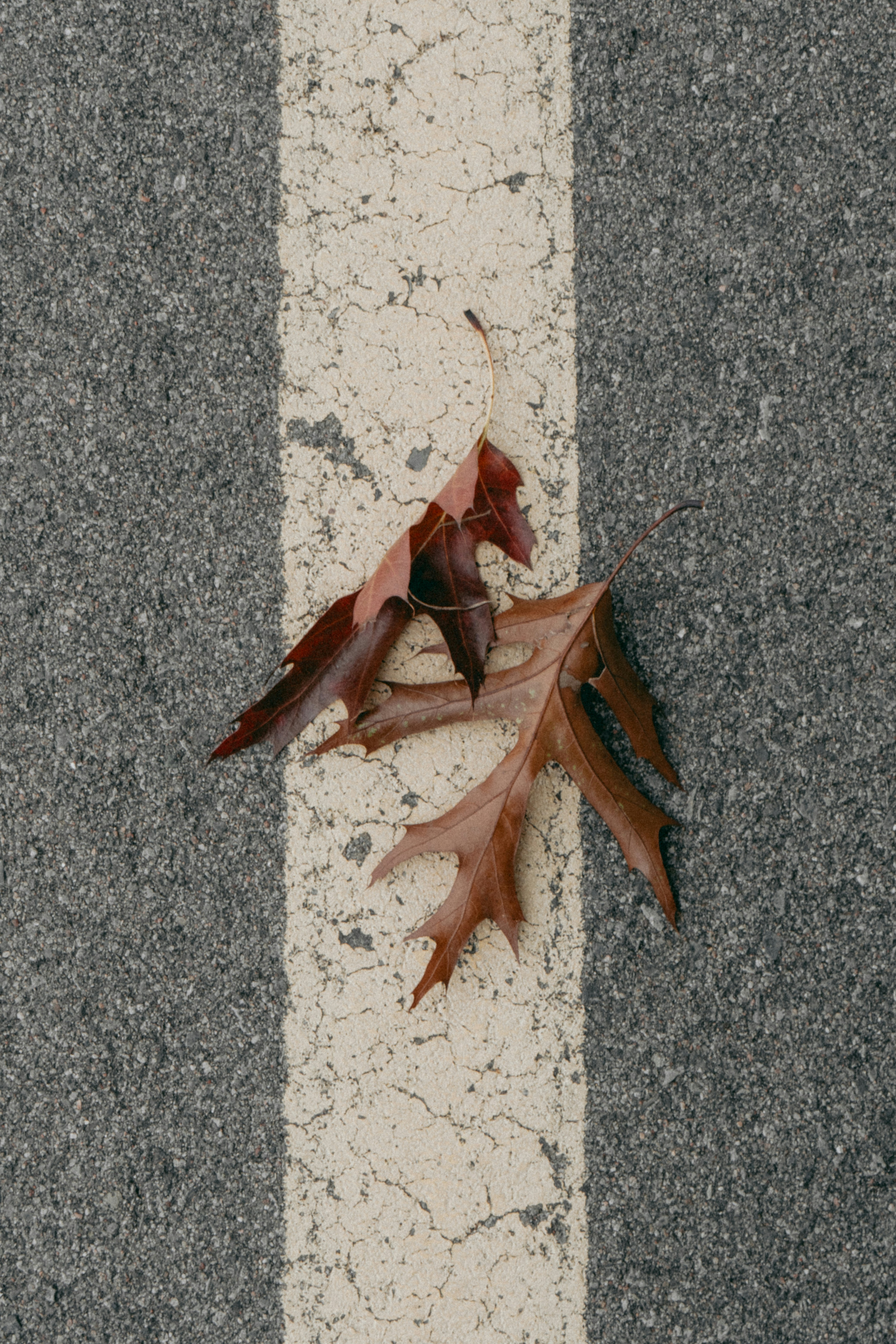 Photo by Anastasia Meraki with Sony Alpha 7 IV