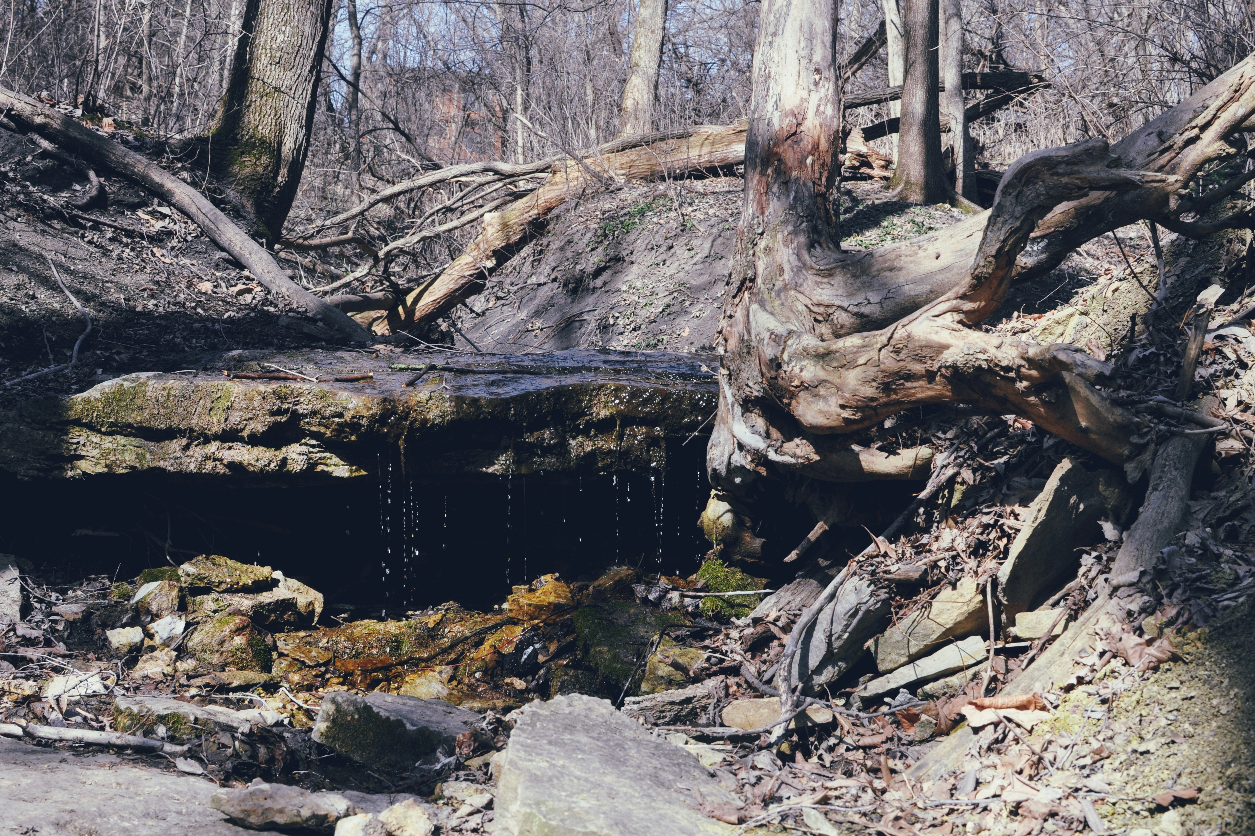 Whispering Brook Amidst Winter's Embrace
