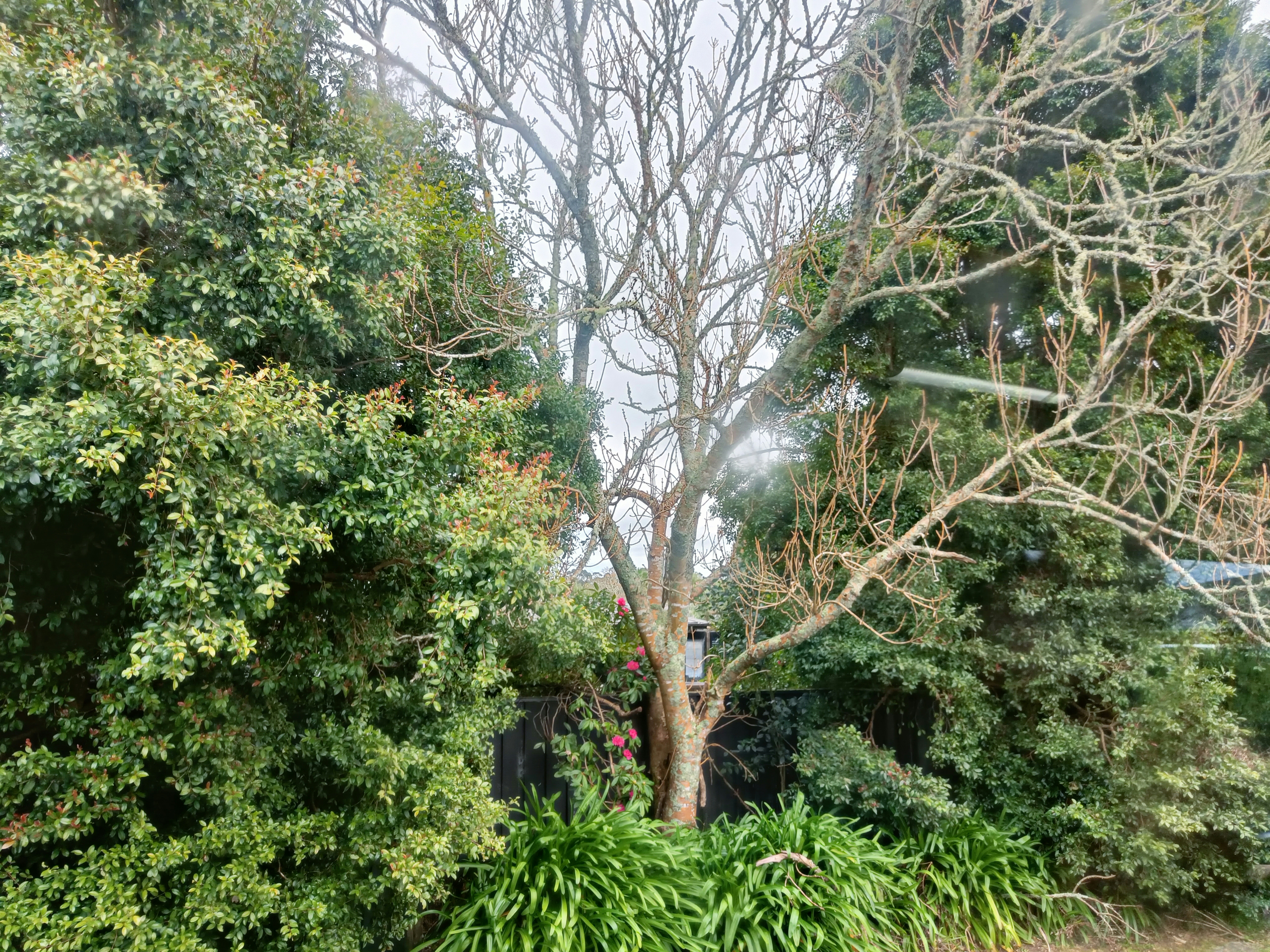 A tree in the middle of some bushes and trees photo – Free Trees Image ...