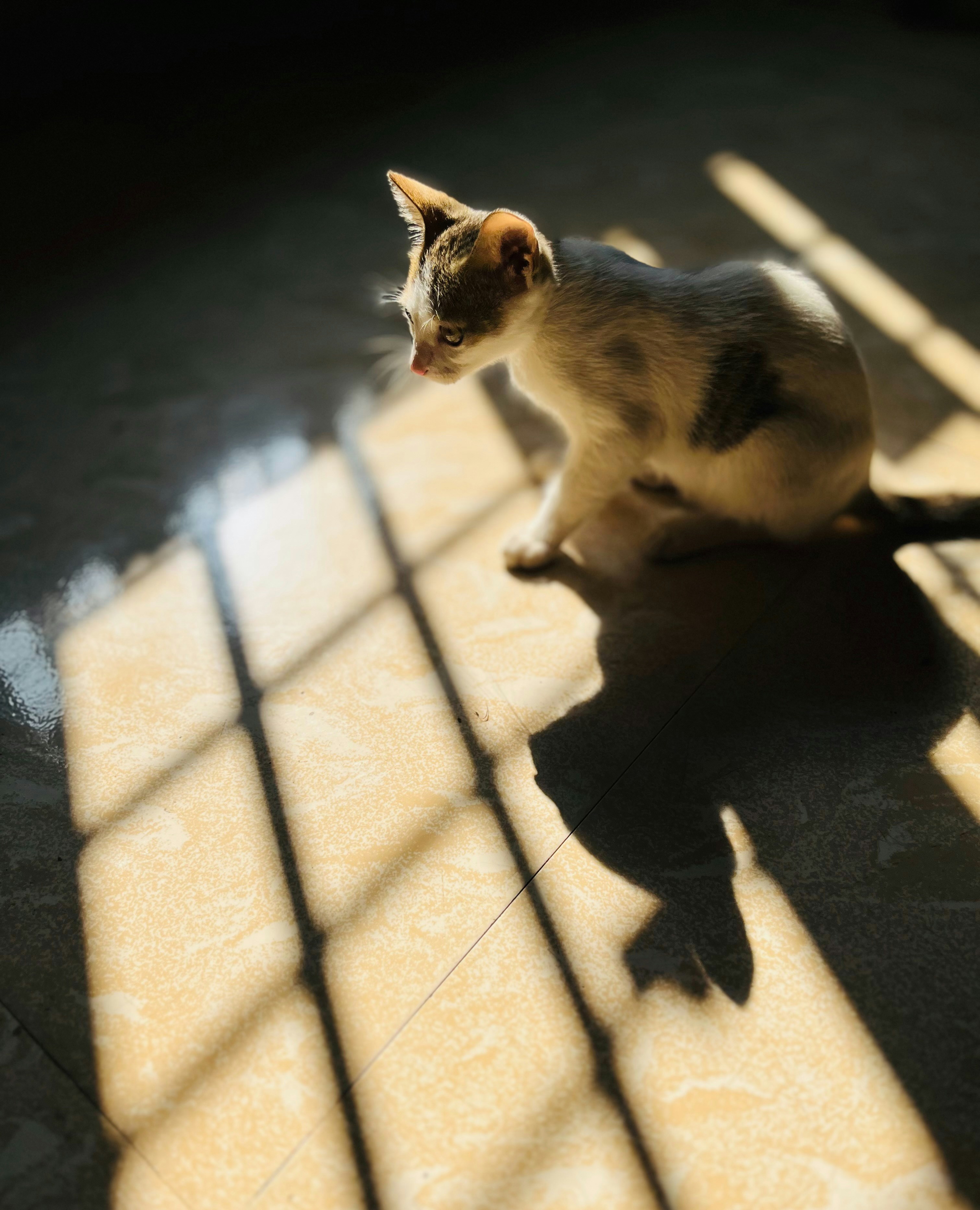 Sunlit Kitten in Shadowed Room