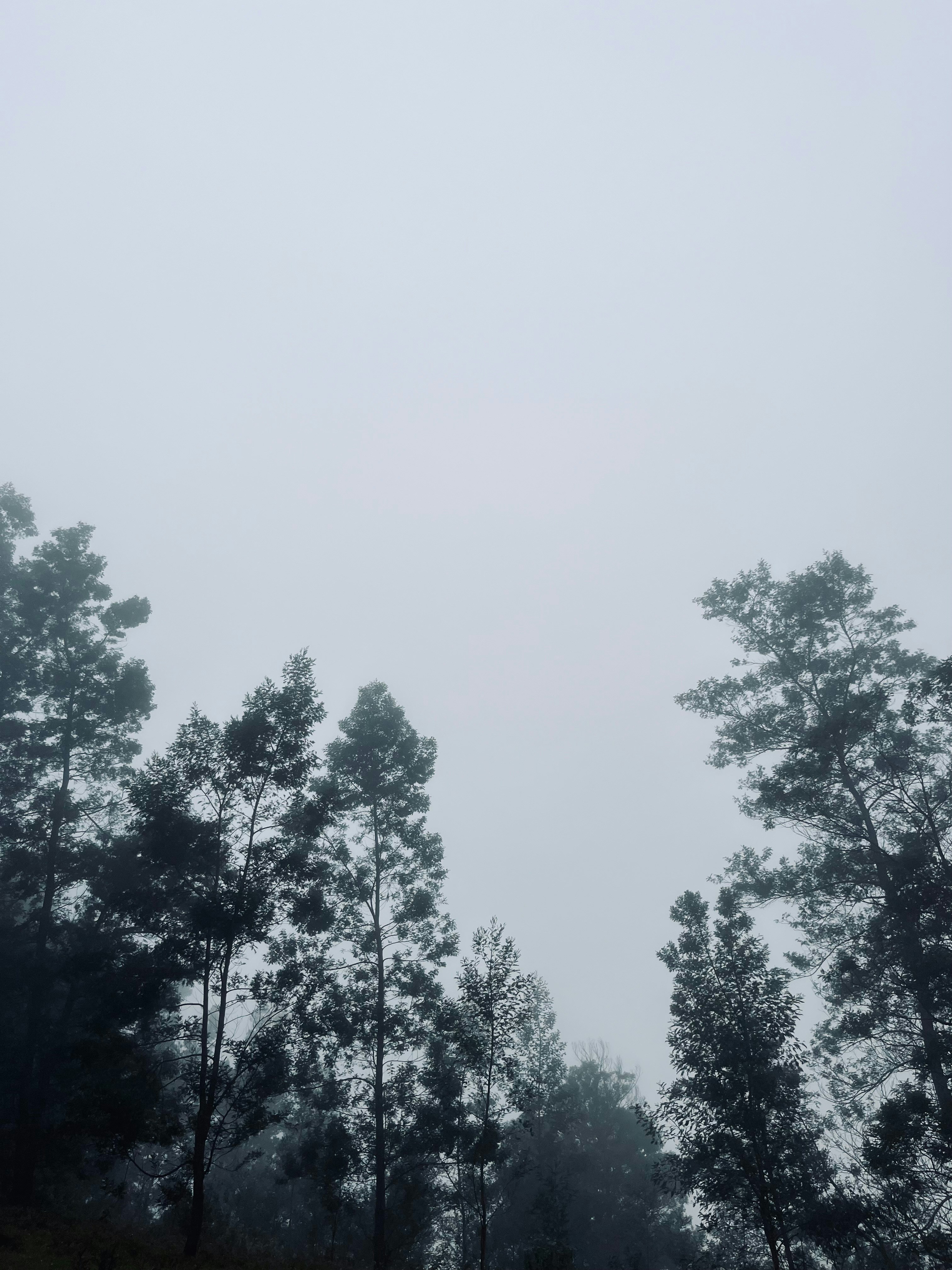 Mist-Blanketed Pines at the Edge of Dawn
