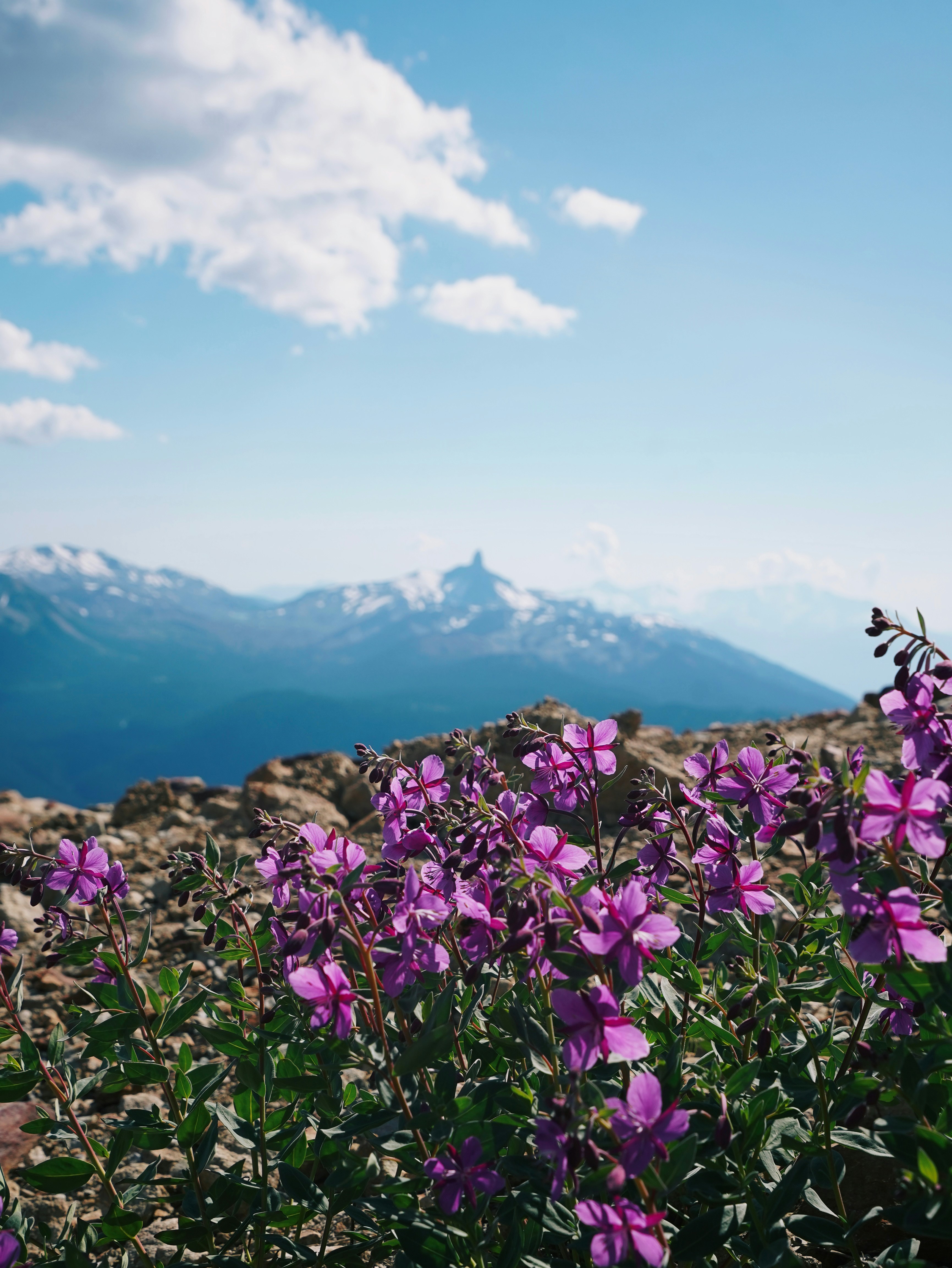 Pink flowers with the Black Tusk peak in the background