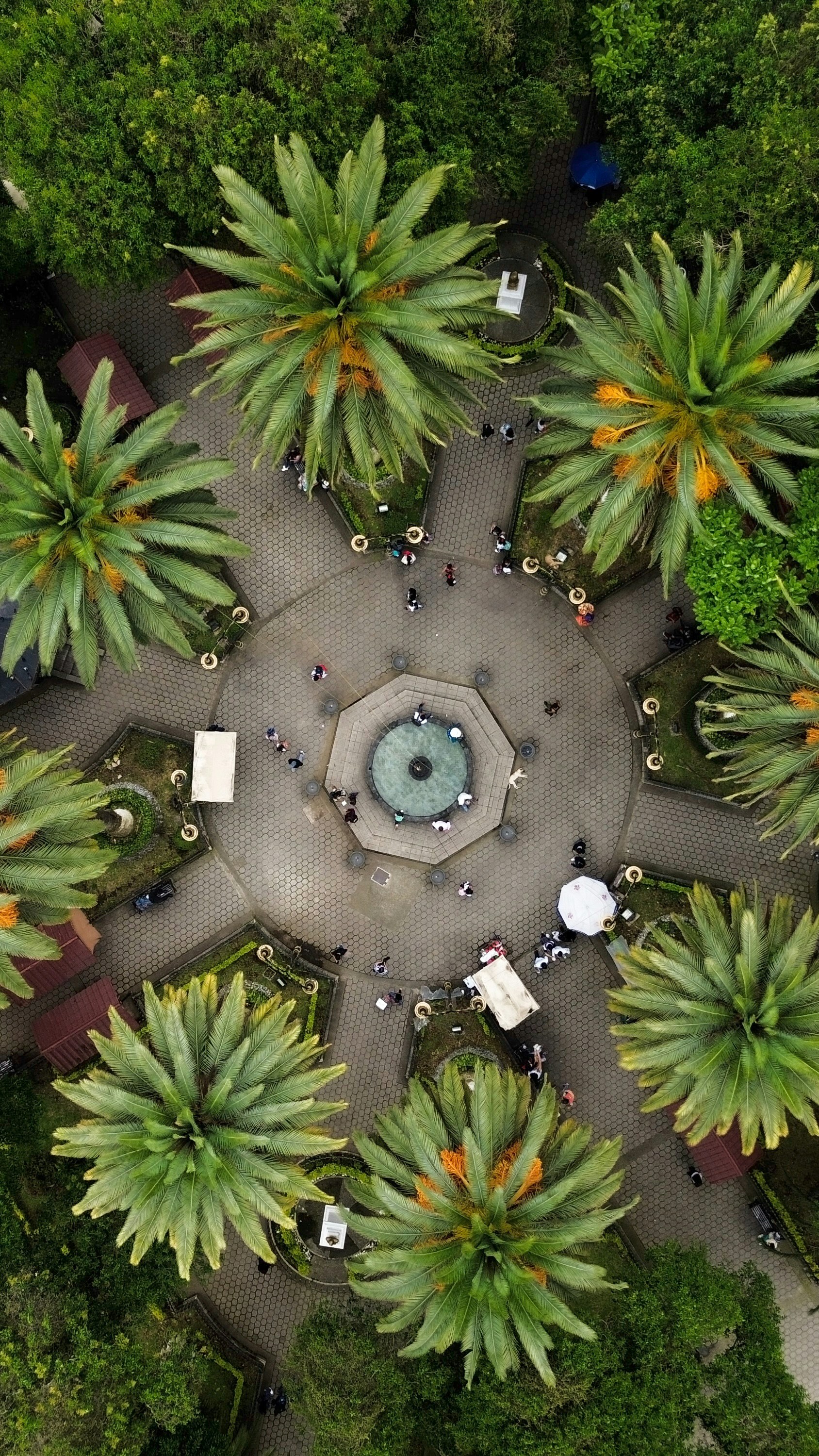 Symmetrical arrangement of palm trees encircling a central fountain in a lush garden.