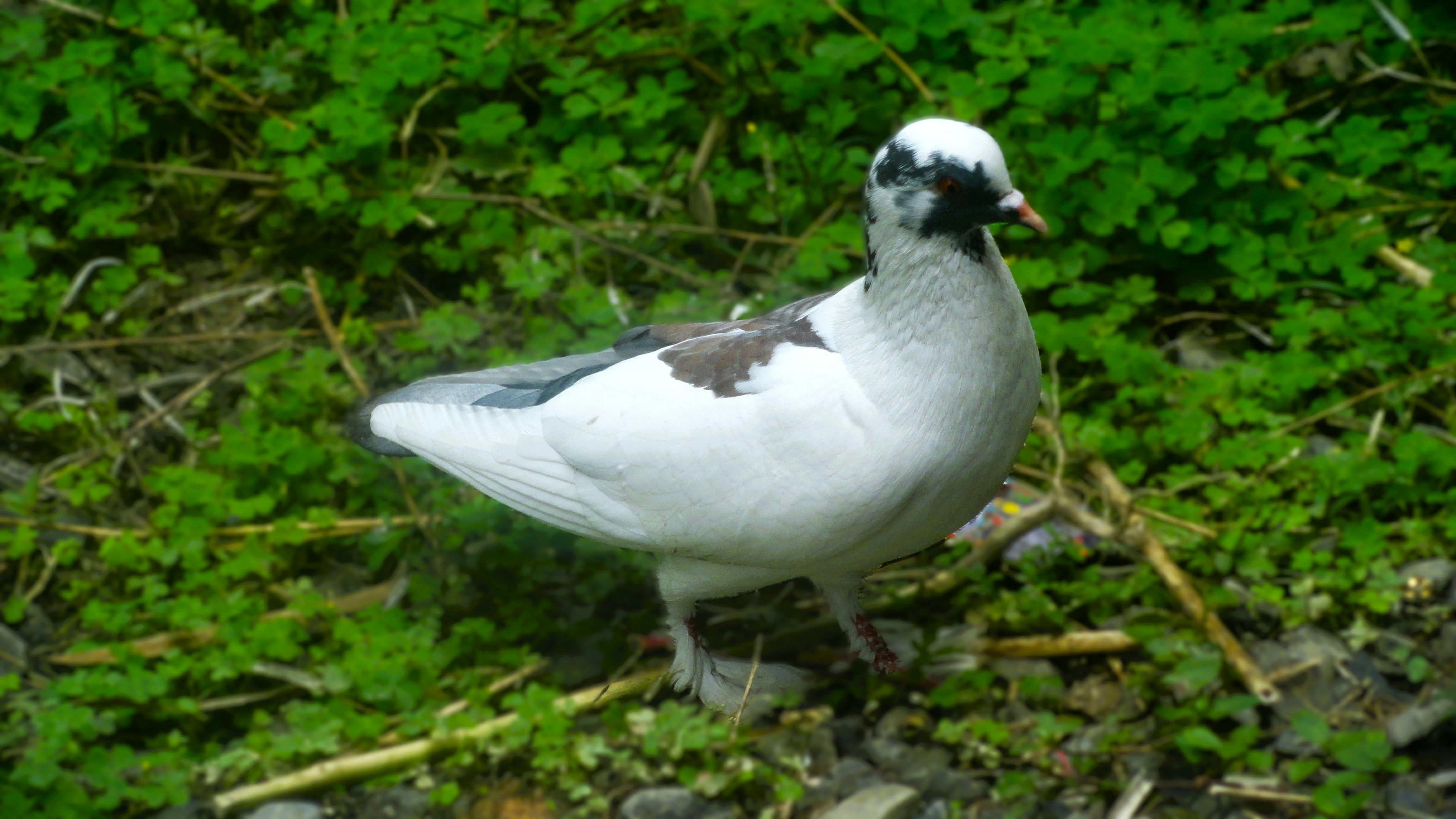 Pied Rock Dove Pauses on a Mossy Ground
