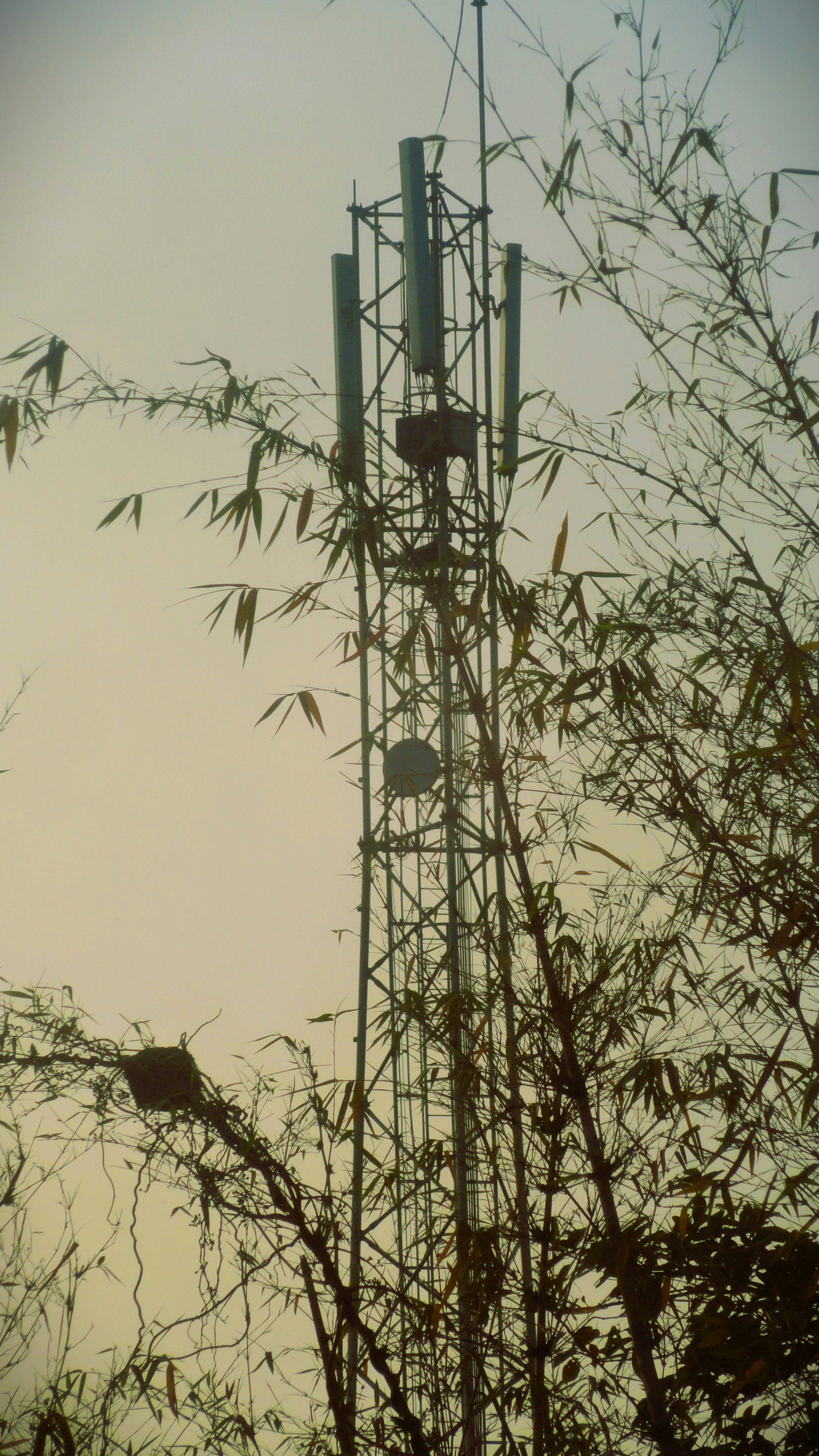 Silhouetted cell tower rises through a tangle of bamboo branches during golden hour, against a soft, pale sky. The image emphasizes industrial structure framed by natural vegetation.