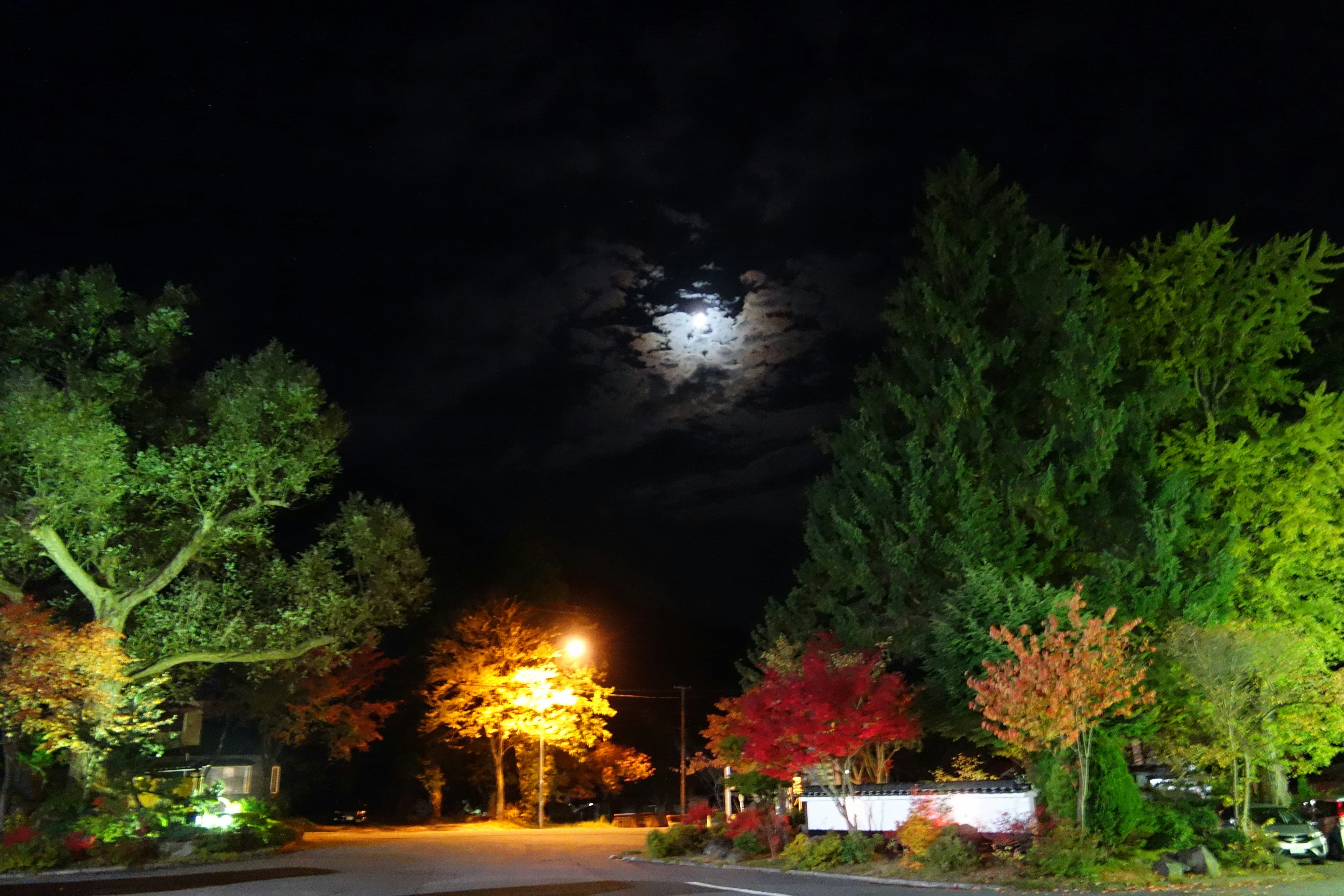 Moonlight Between Autumn Canopies on a Quiet Street