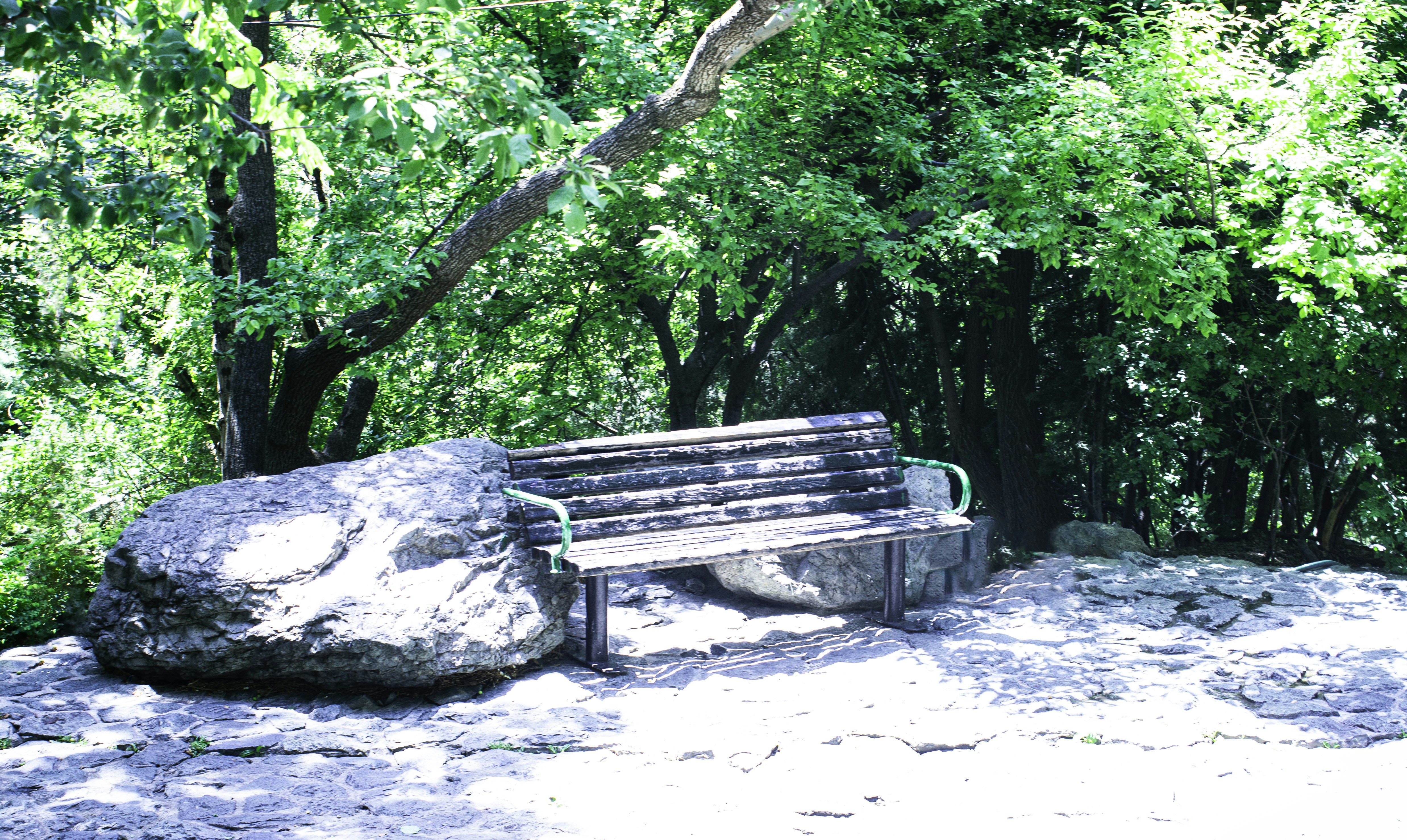 Sunlit bench beneath a leafy canopy by a weathered boulder