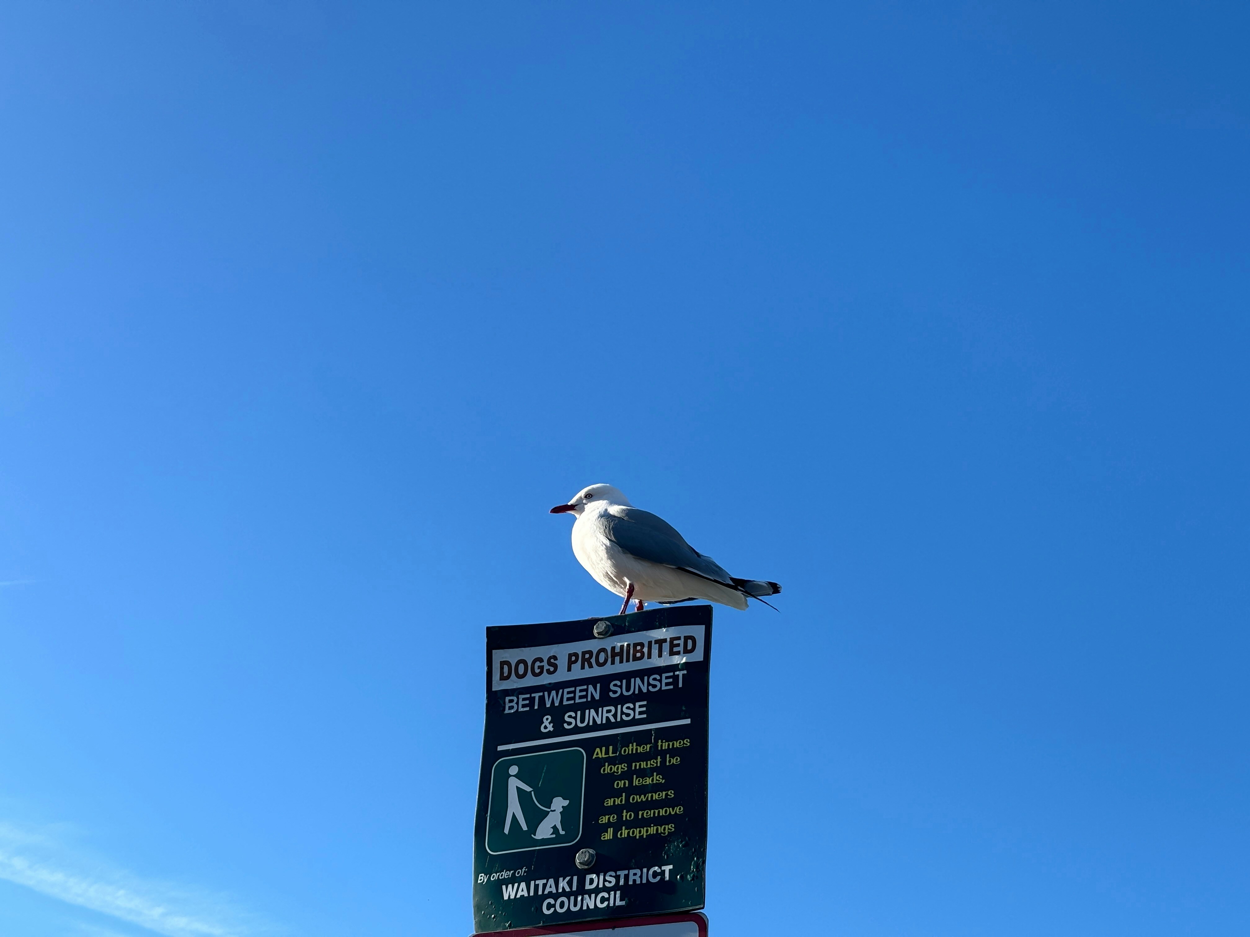 A seagull stands atop a sign warning against dogs during specific hours, set against a clear blue sky.