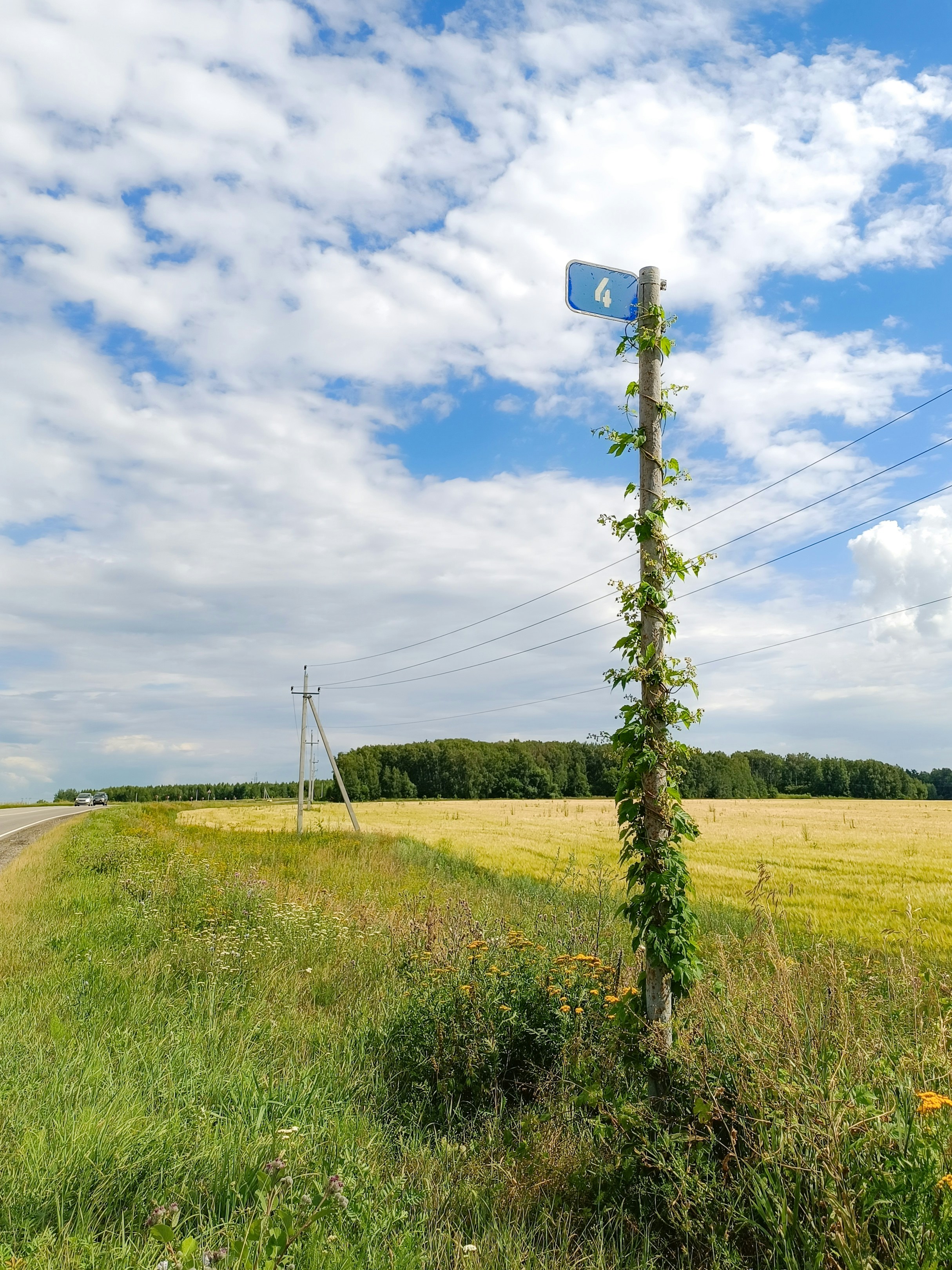 Pole with Ivy Signpost Reaching toward a Wide, Cloudy Horizon