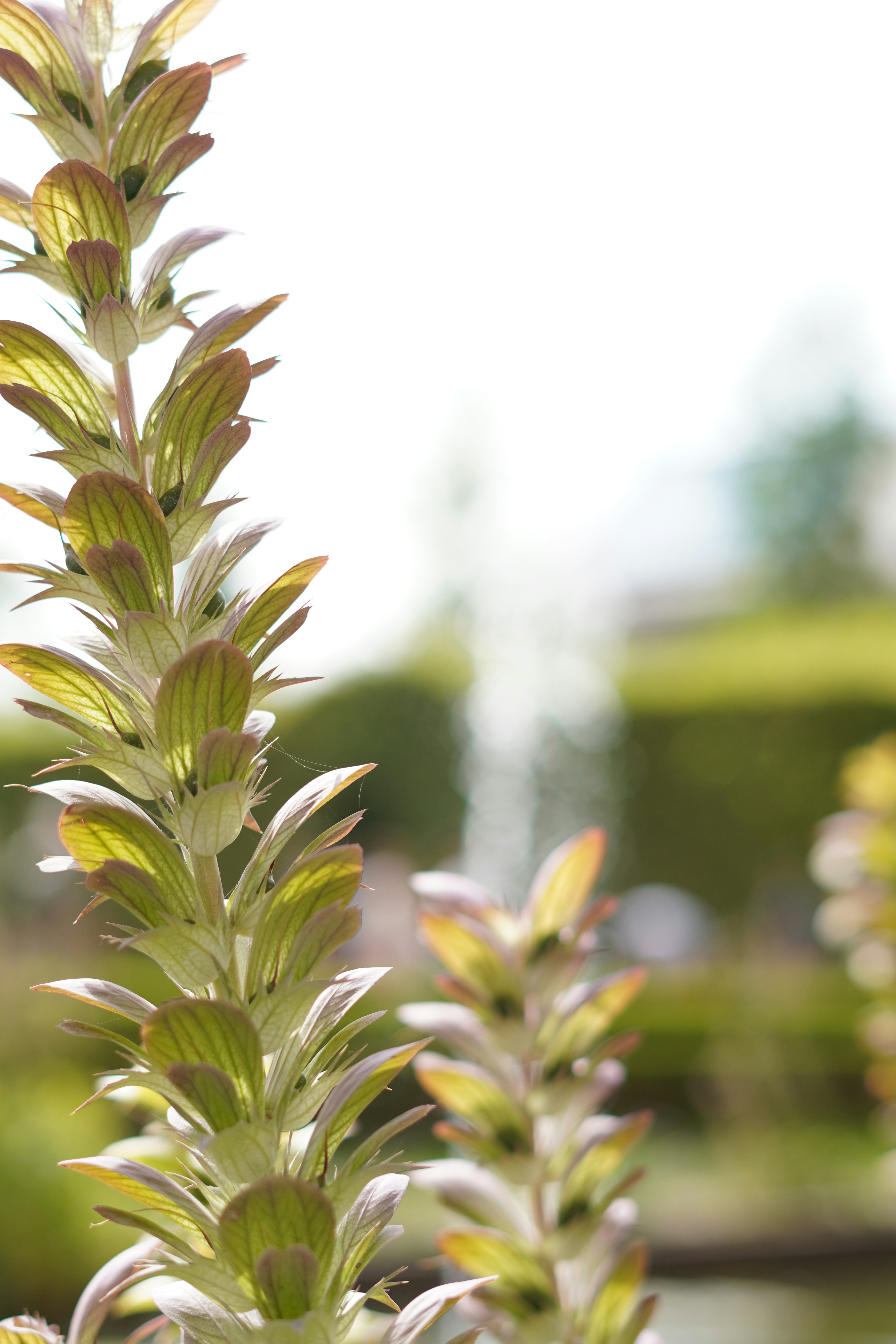 Sunlit Bracts: A Close-Up of Backlit Garden Leaves