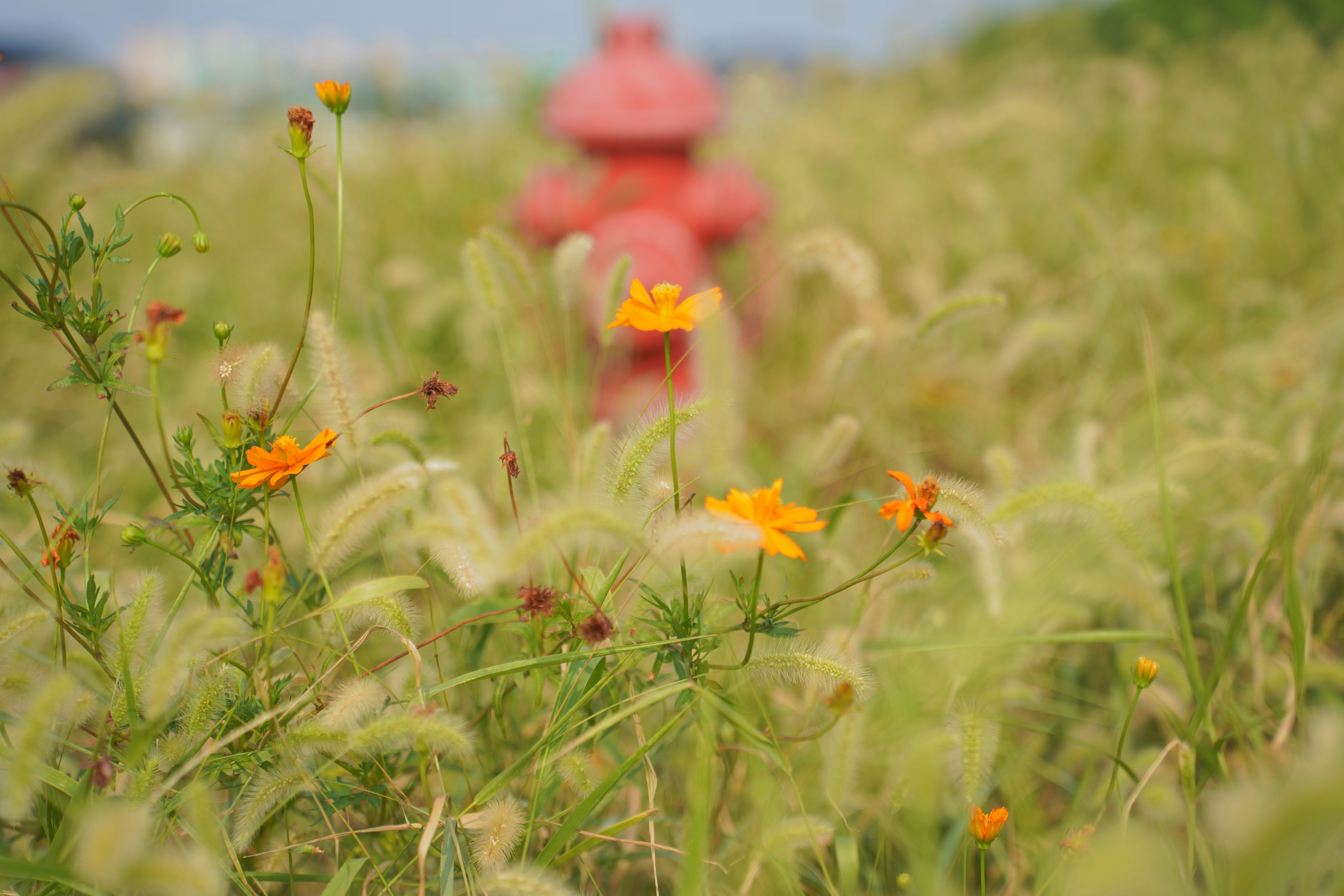 Orange Cosmos in a Sea of Grass, with a Distant Red Lantern