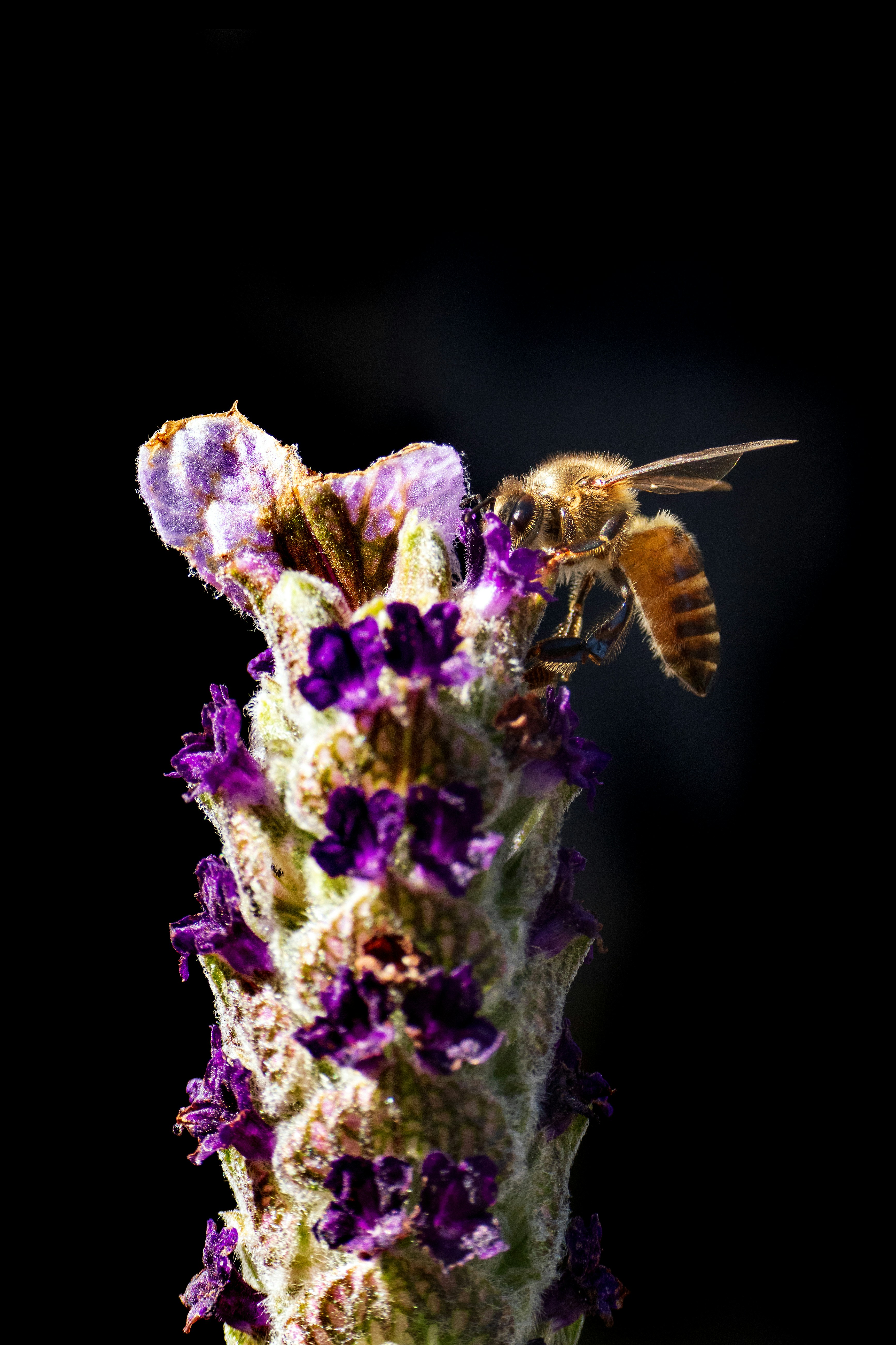 A macro photo of a bee collecting nectar from a lavendar flower.