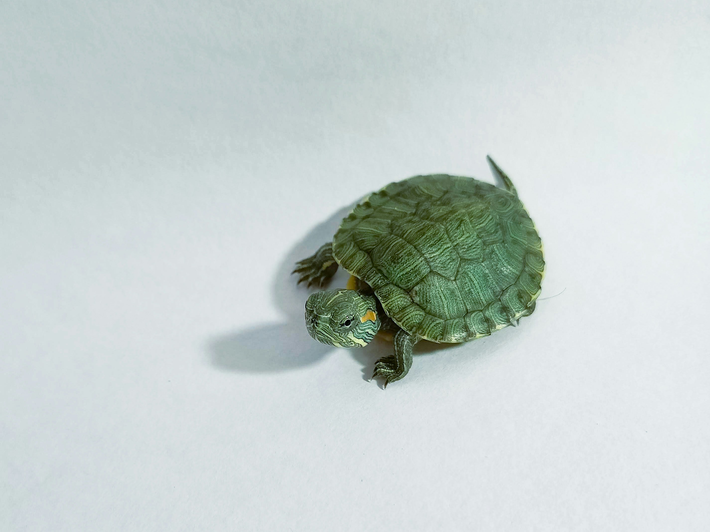 A small green turtle resting on a white surface, showcasing its intricate shell patterns and vibrant colors.