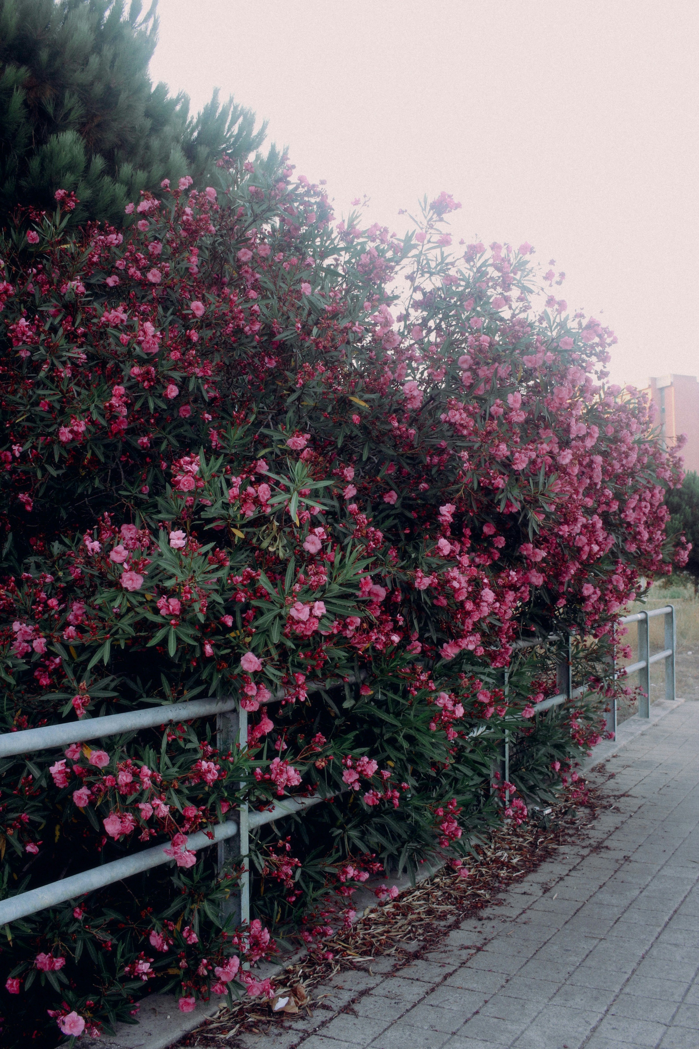 Crimson Bloom Hedge Along the Riverside Path