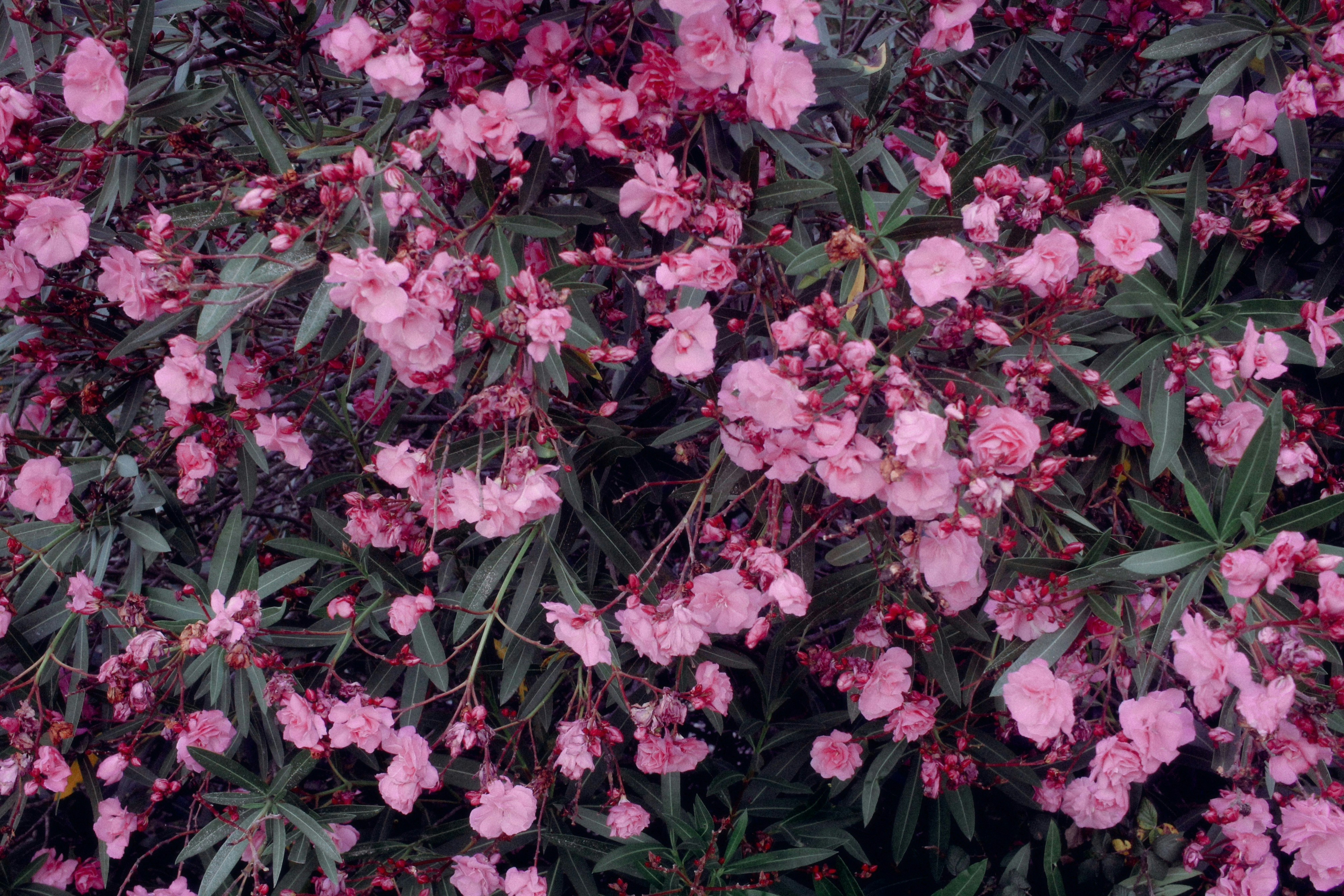A bush of pink flowers with green leaves photo – Free Almada Image on ...