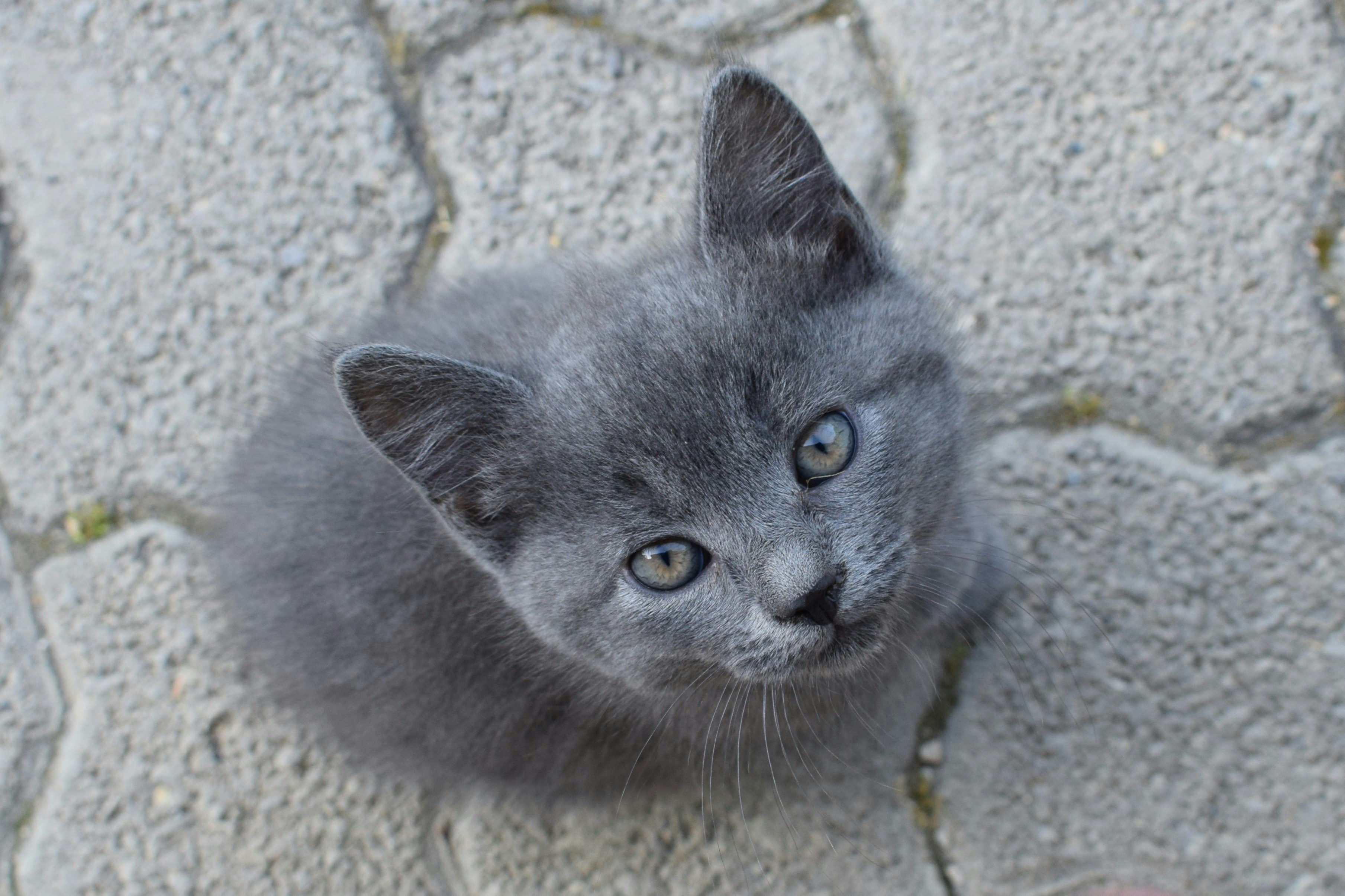 A small gray kitten sitting on top of a stone floor photo – Free Grey ...