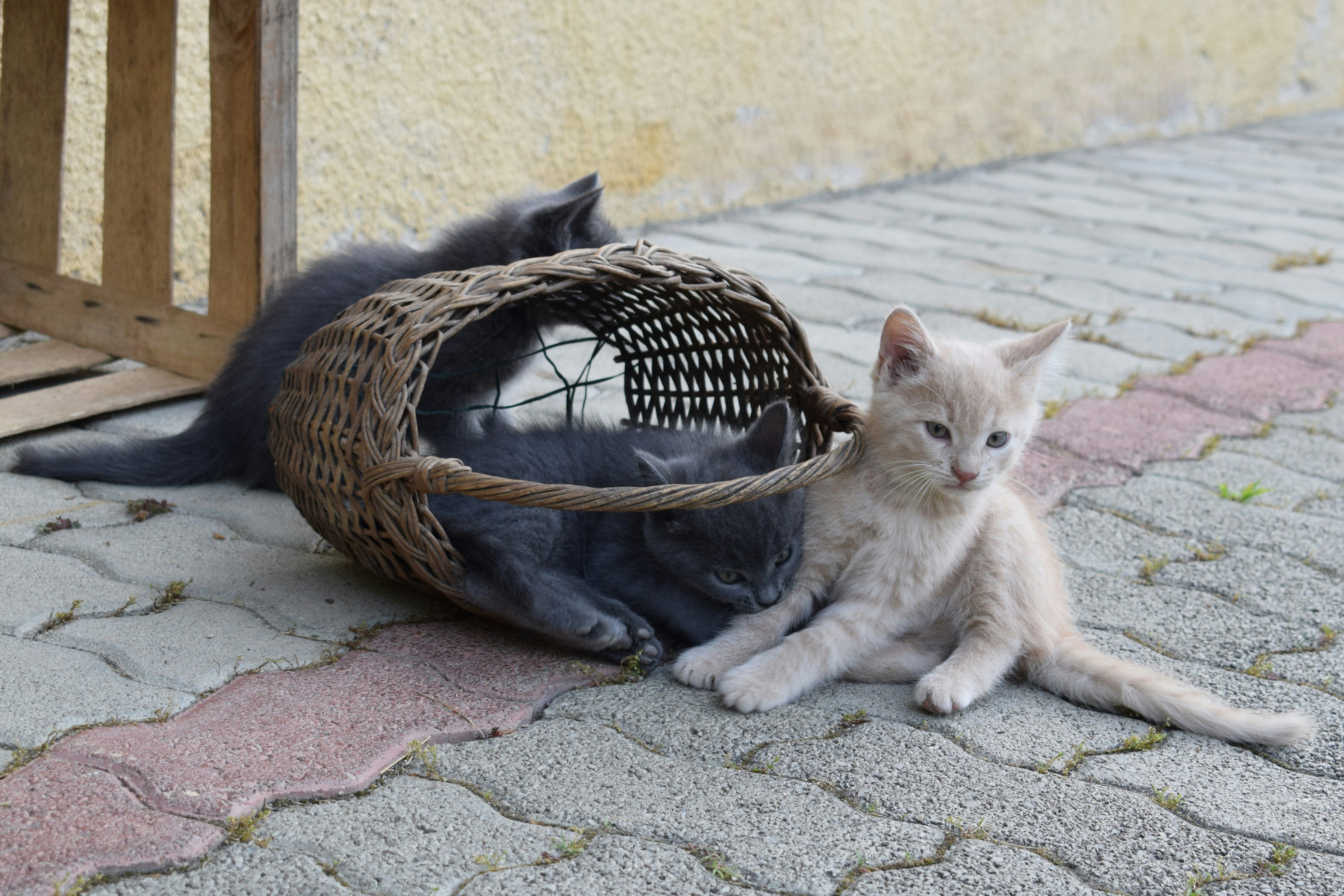 Sunlit Companions: Beige Kitten and Grey Cat Share a Restful Courtyard Moment