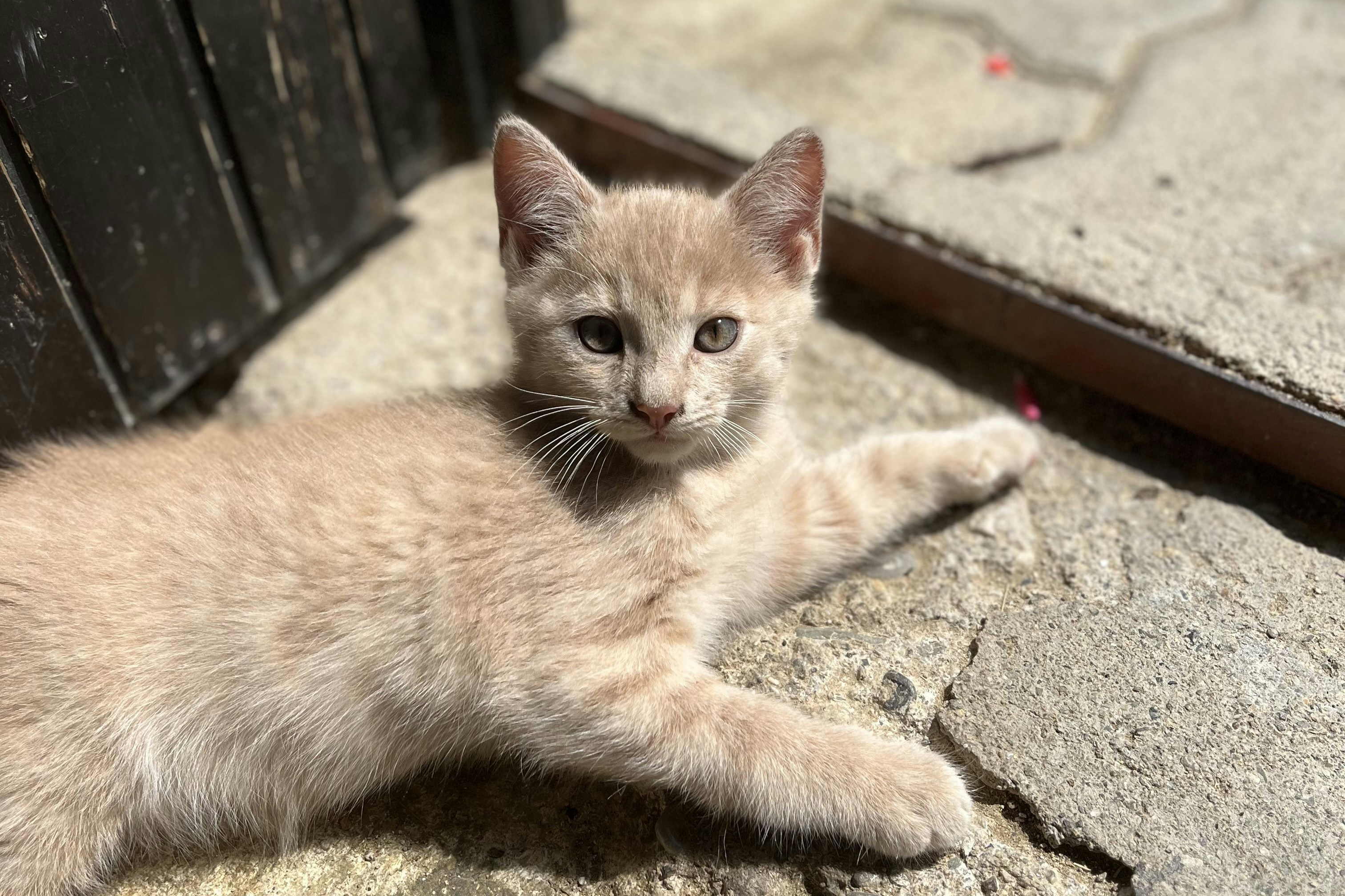 Sunlit Ginger Kitten on Rough Stone