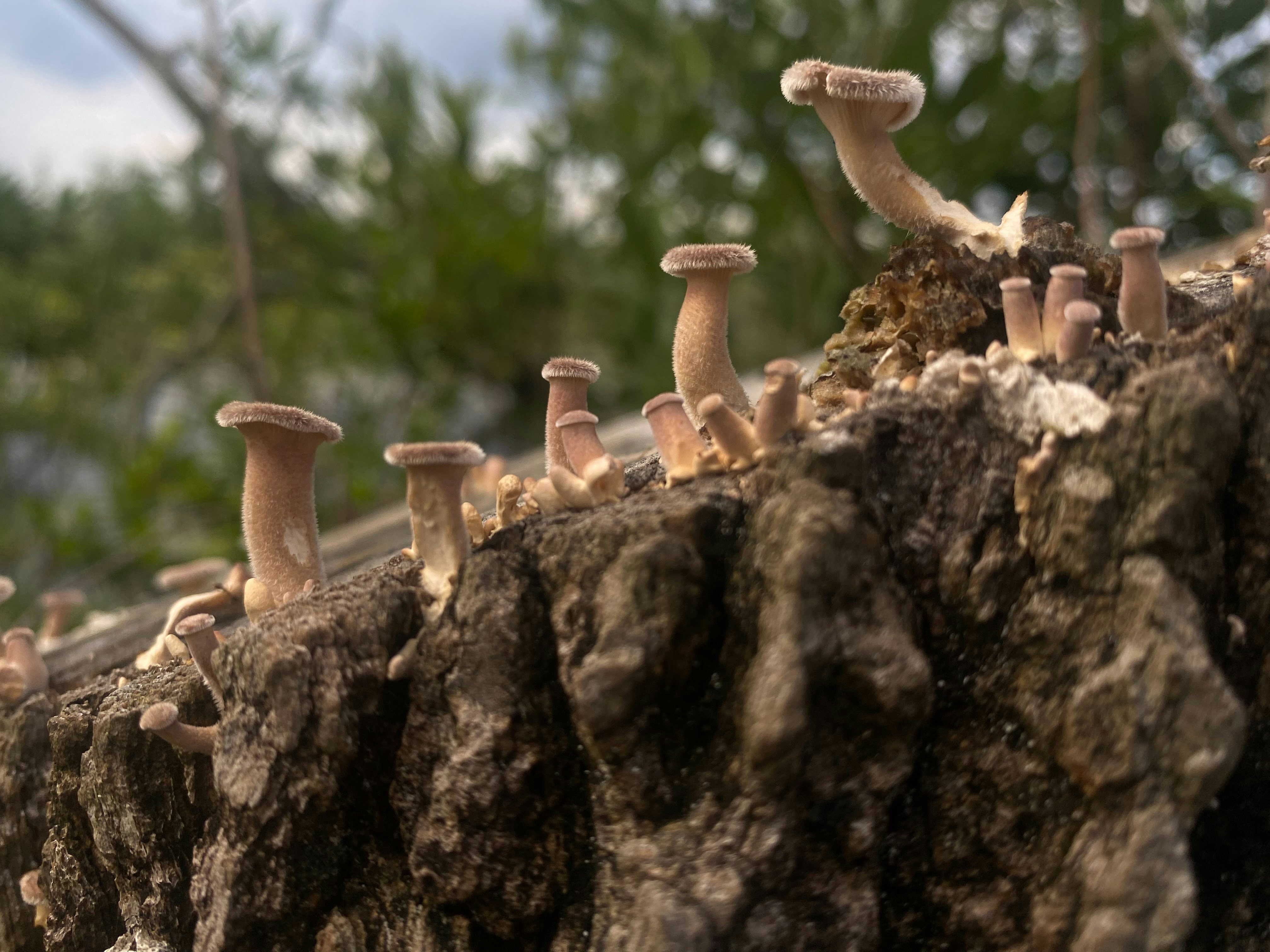Tiny Tan Mushrooms Crown a Weathered Log: A Micro Forest Portrait