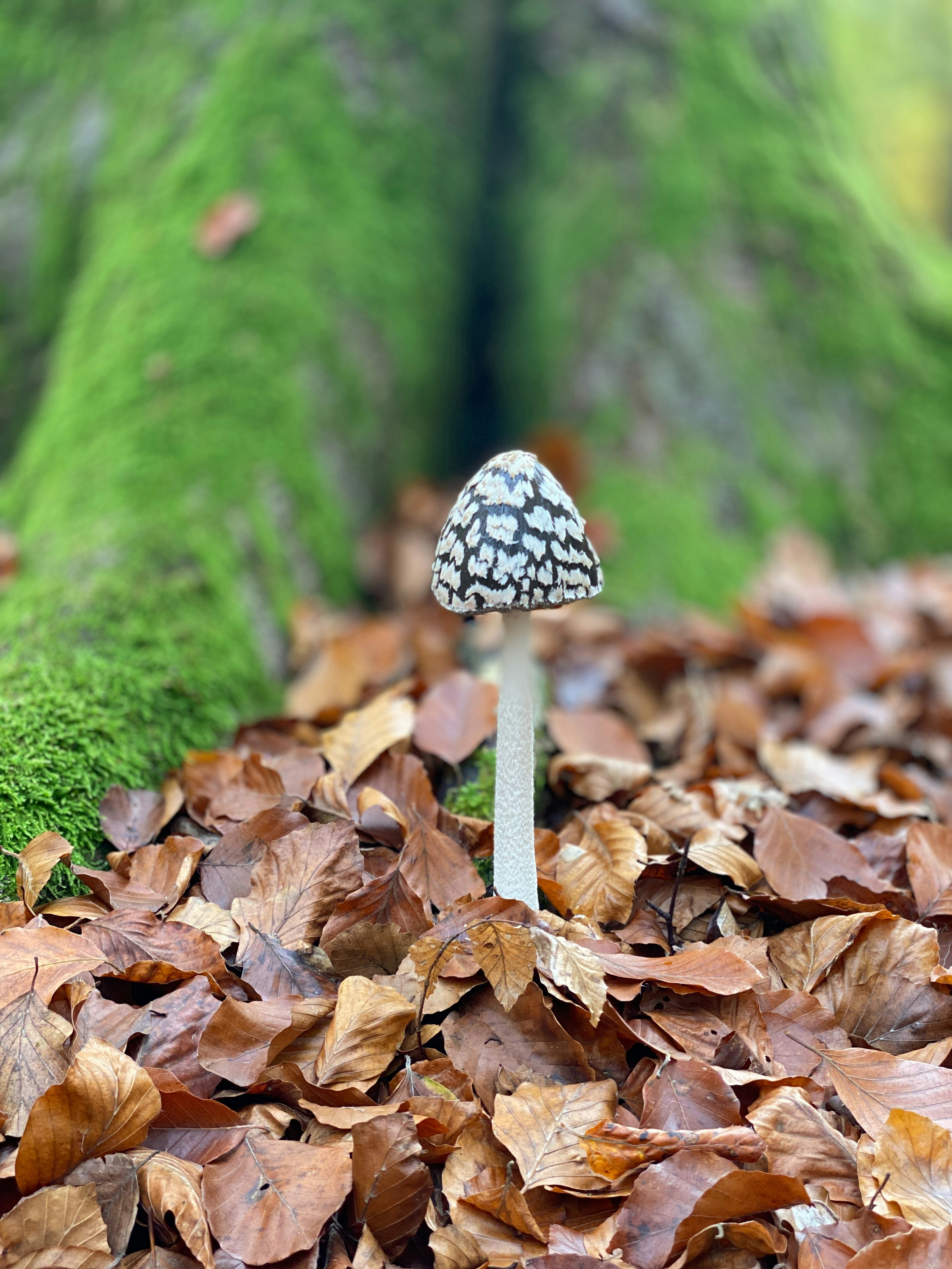 Snowcap Mushroom Rising Through a Carpet of Autumn Leaves