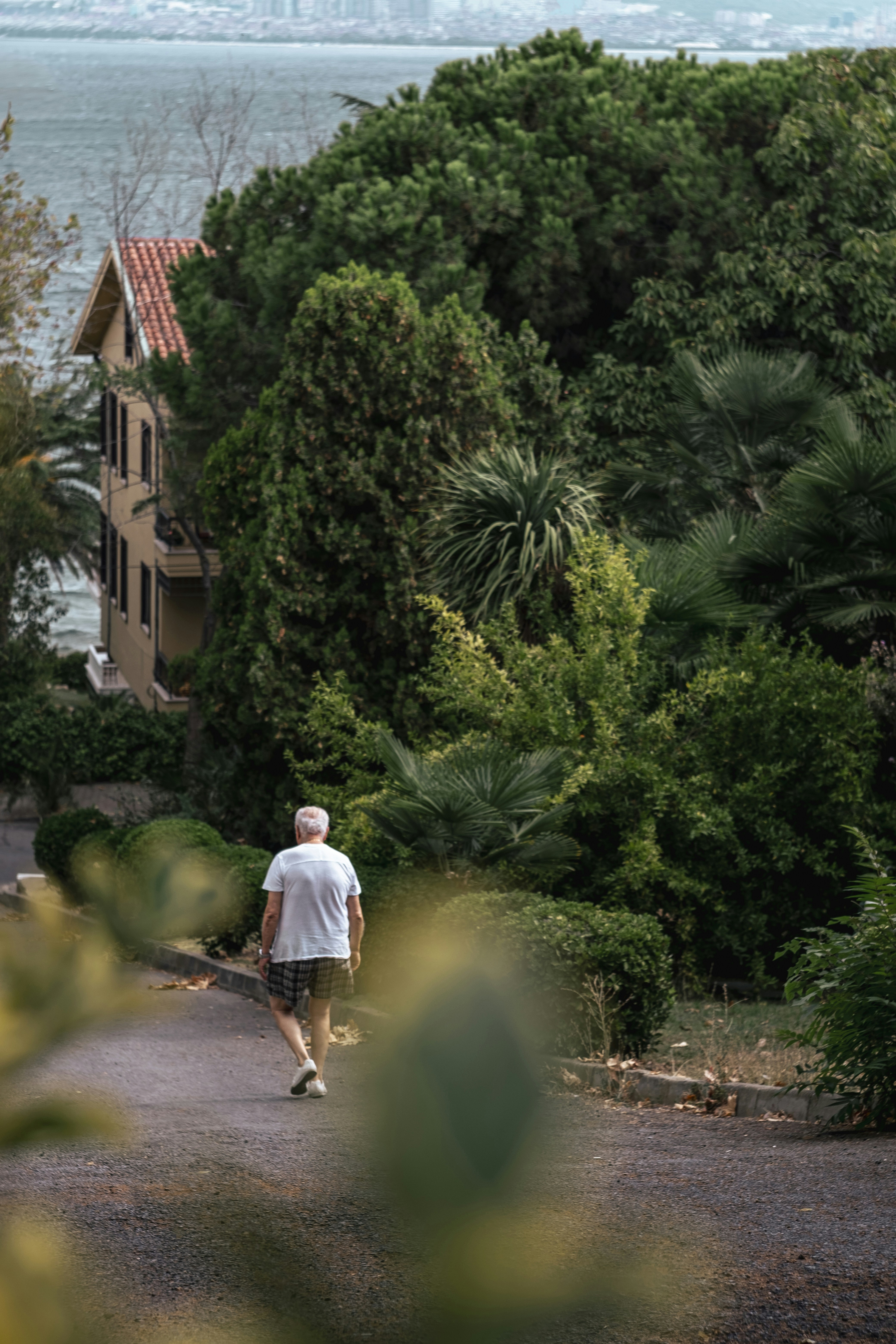 Green Corridor: A solitary wanderer on a sunlit path toward distant water
