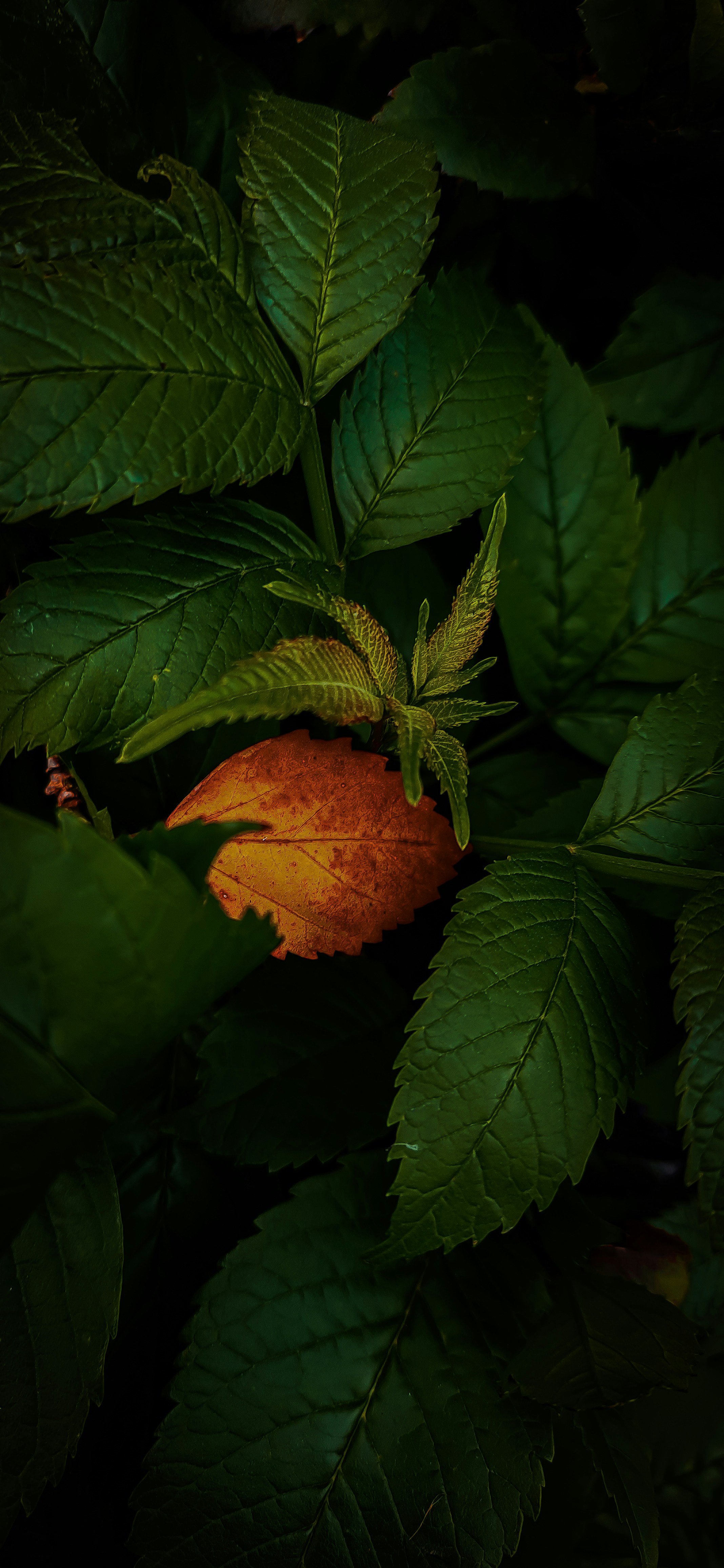 🌱☘️🌿⚘️🌿☘️🍀🌱