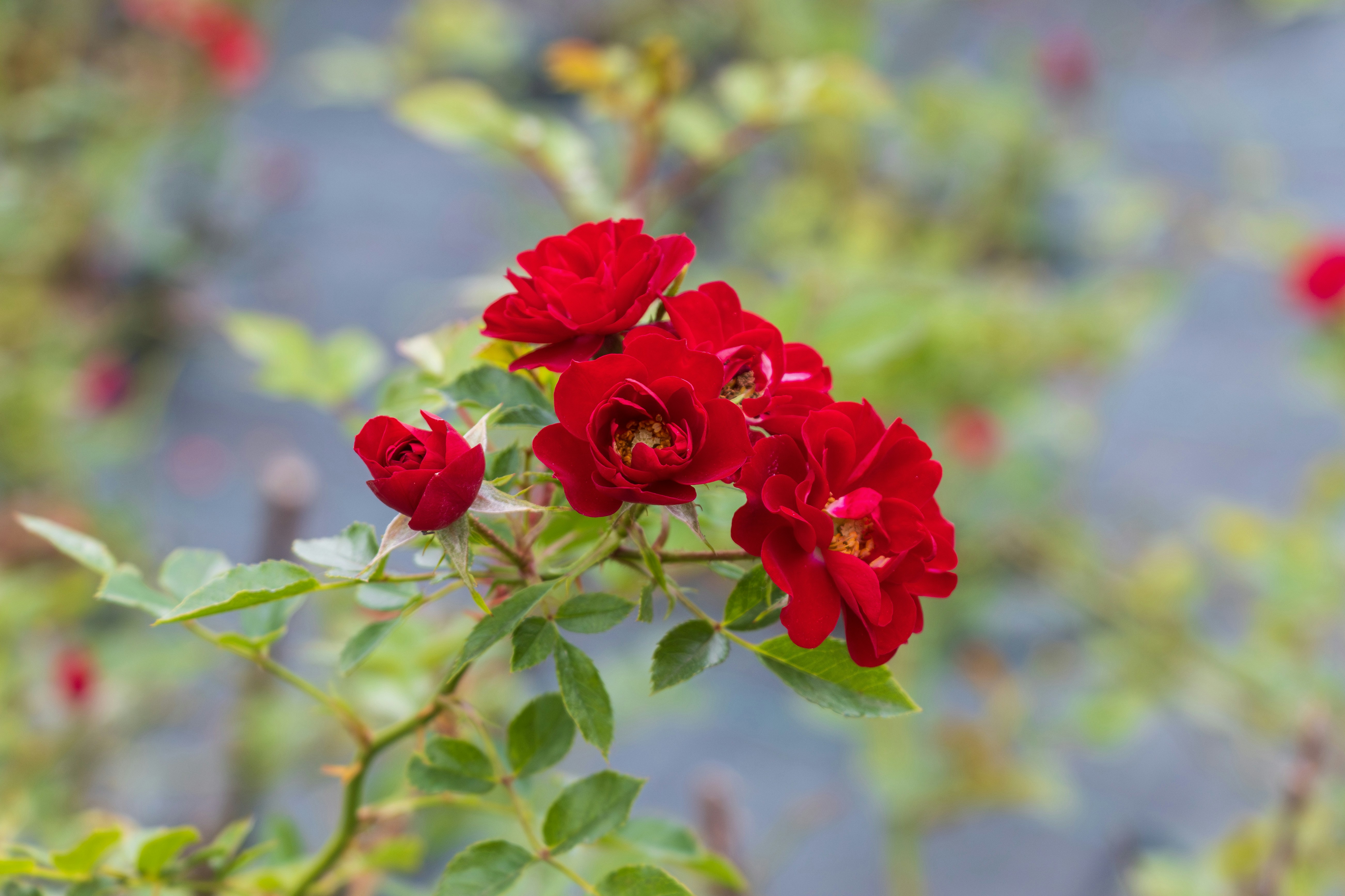 A bunch of red roses growing in a garden photo – Free Bucharest Image ...