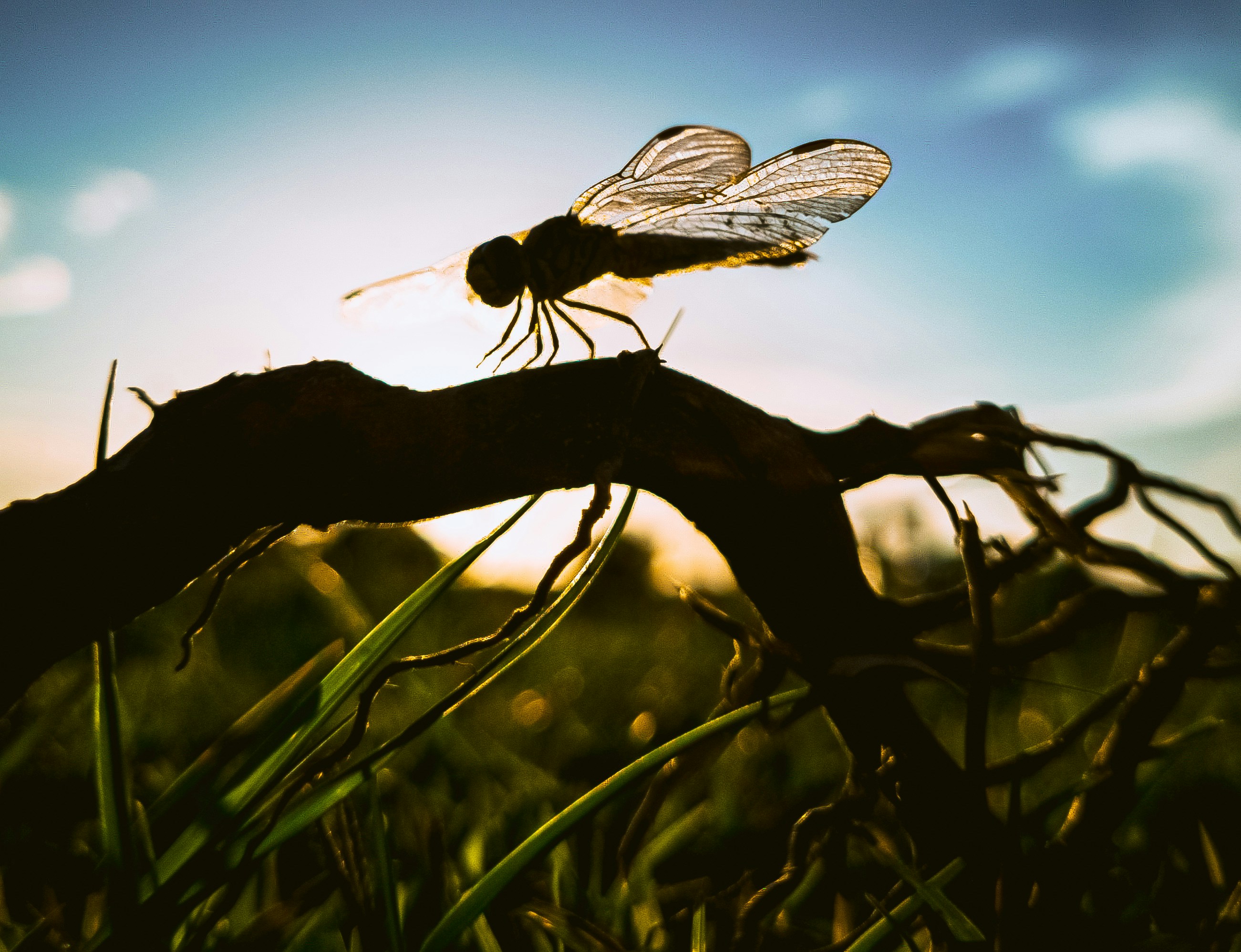 Dragonfly