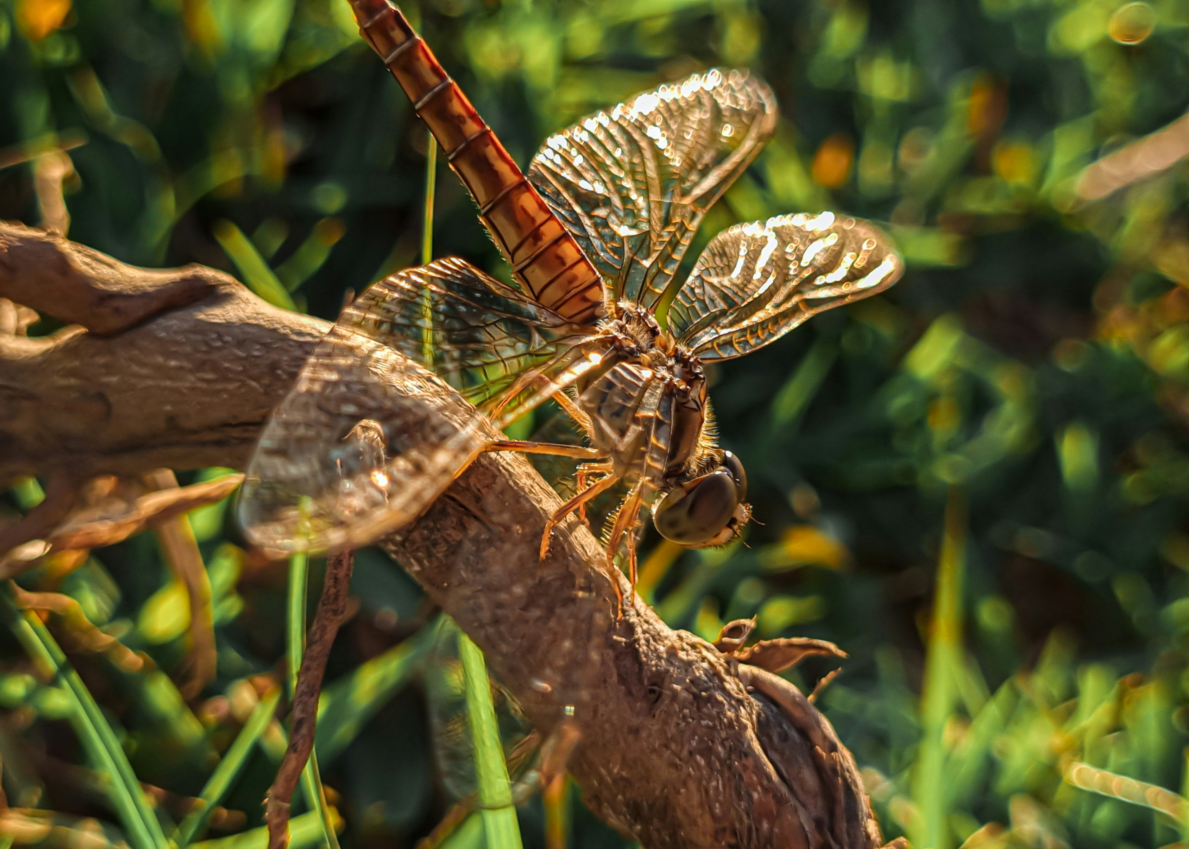 A close up of a dragonfly on a branch photo – Free Wallpaper 4k Image ...